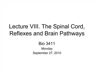 PPT - Spinal Cord Reflexes PowerPoint Presentation, free download - ID ...