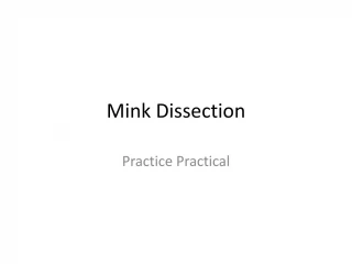 PPT - Mink Dissection PowerPoint Presentation, free download - ID:2017052
