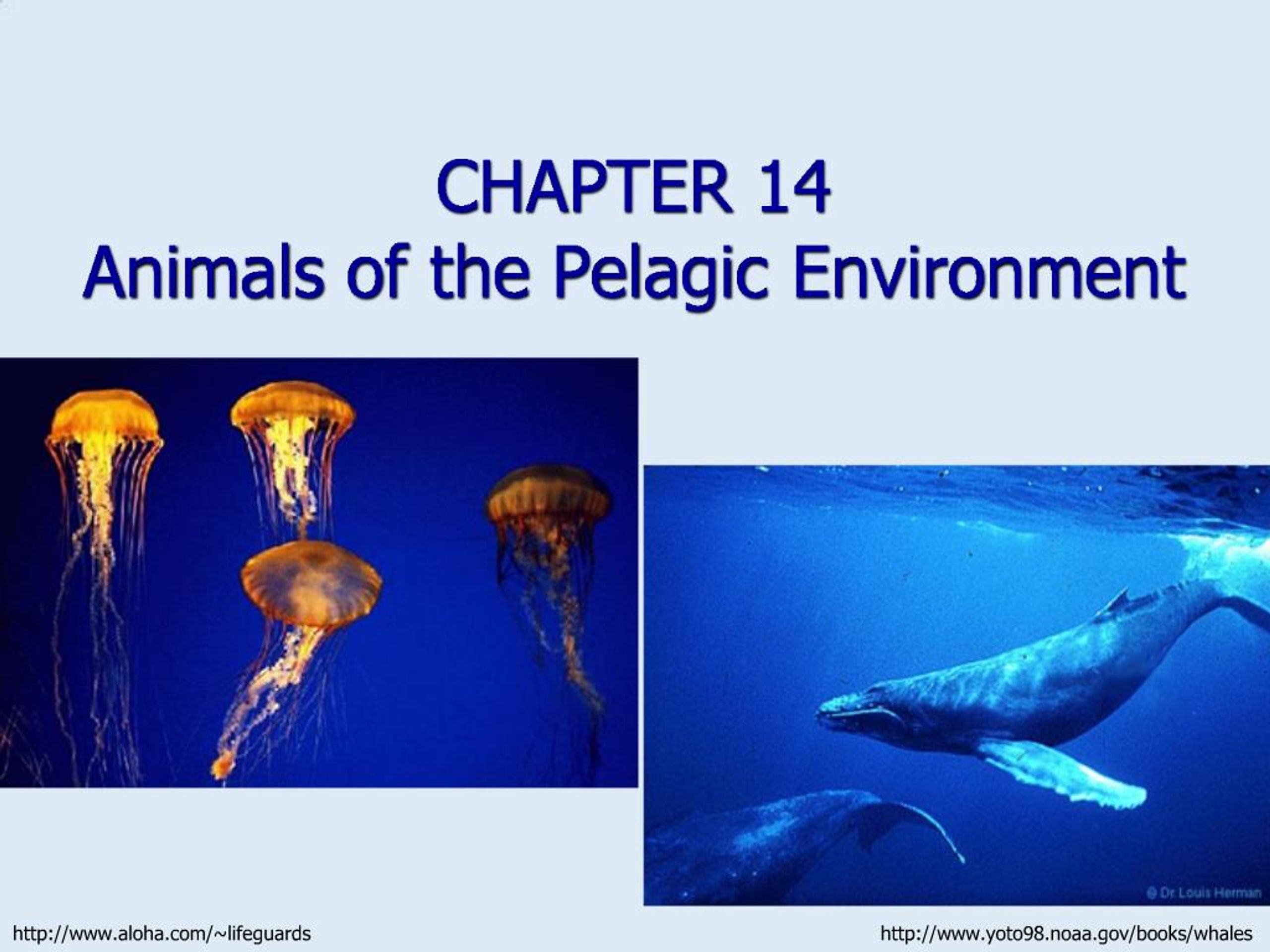 PPT - Exploring Pelagic Animals: Life in the Open Ocean PowerPoint ...