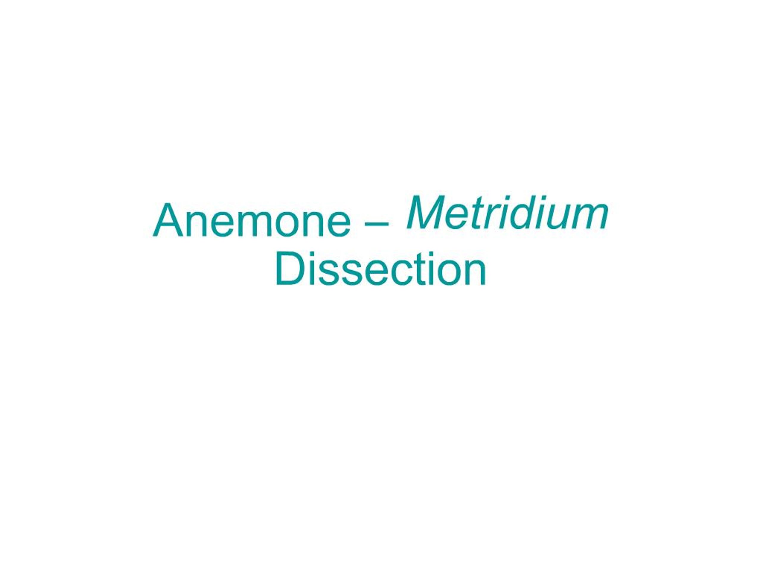 PPT - Anemone Metridium Dissection PowerPoint Presentation, free ...