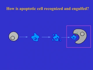 PPT - Apoptotic Cell Clearance and the Resolution of Inflammation ...