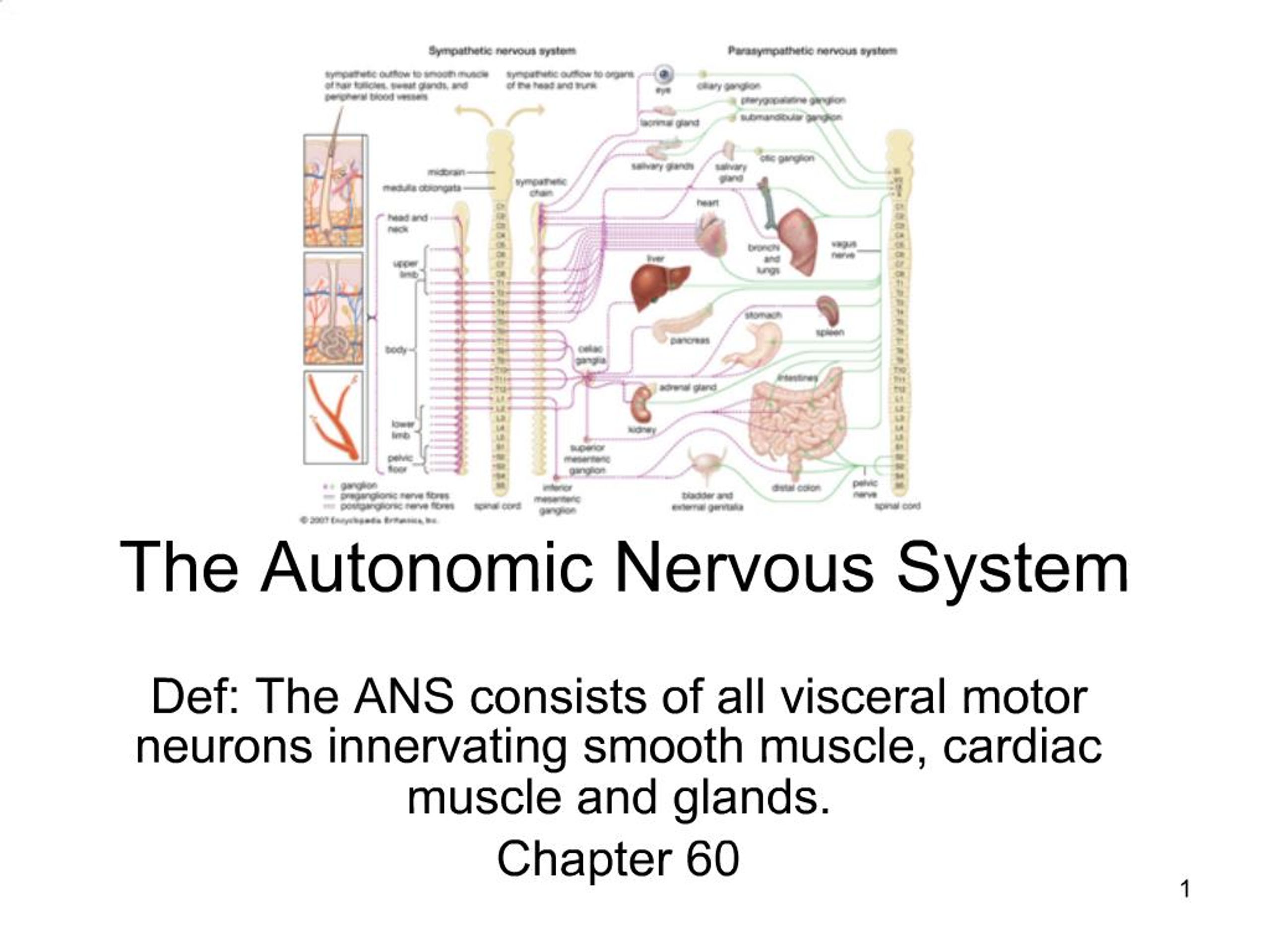 PPT - The Autonomic Nervous System PowerPoint Presentation, free ...