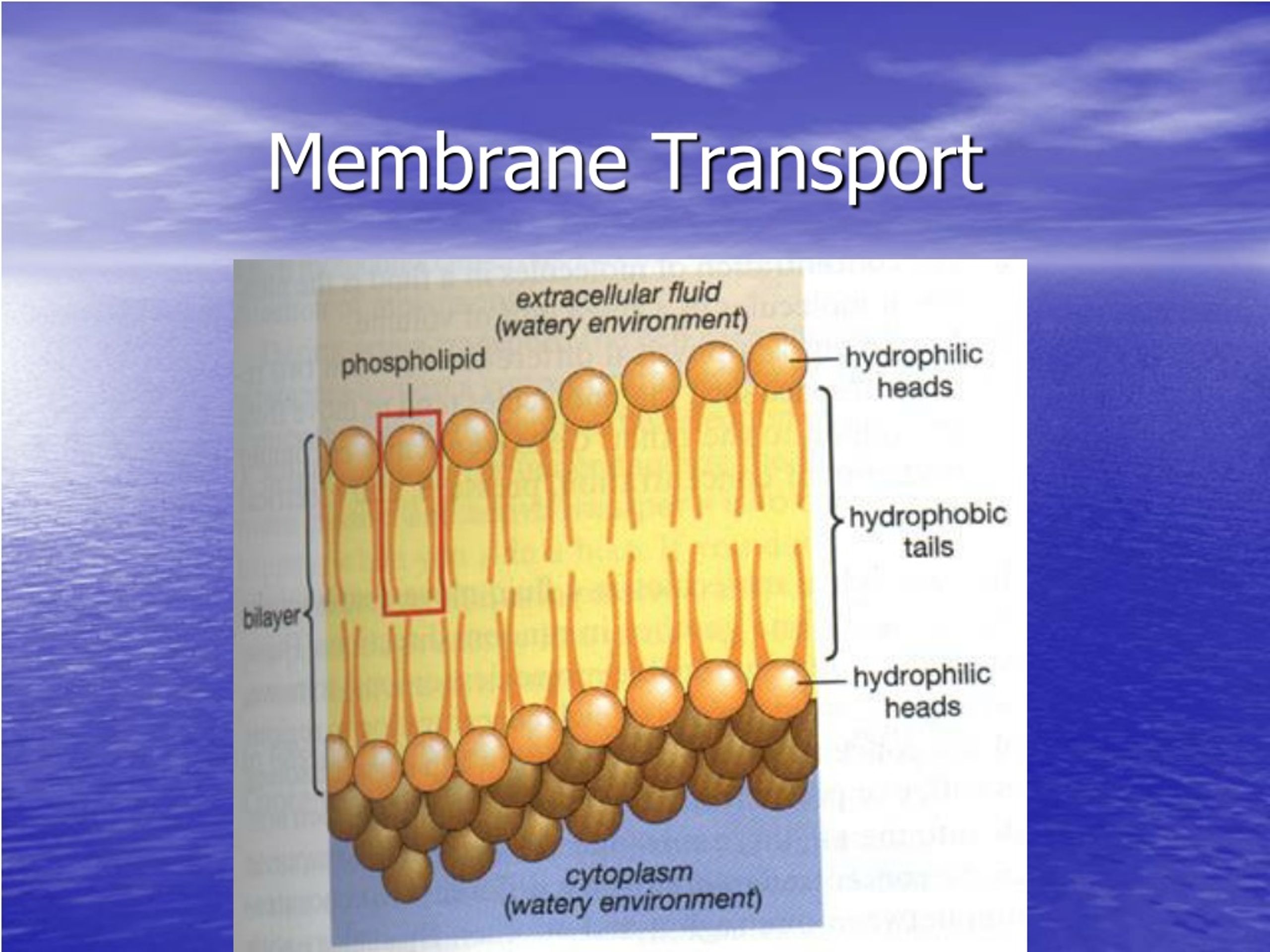 PPT - Membrane Transport PowerPoint Presentation, free download - ID:654732