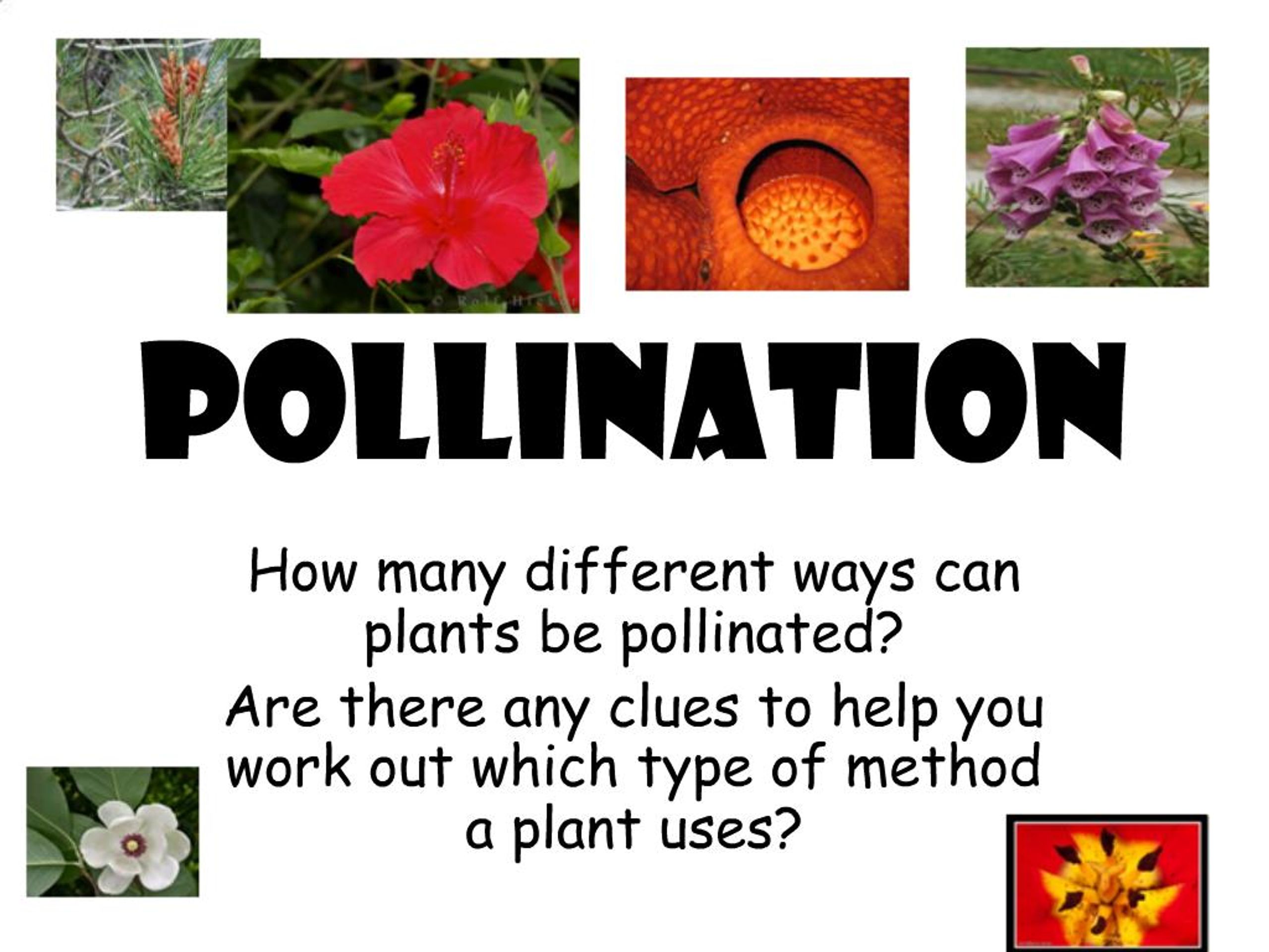 PPT - Pollination PowerPoint Presentation, free download - ID:662450