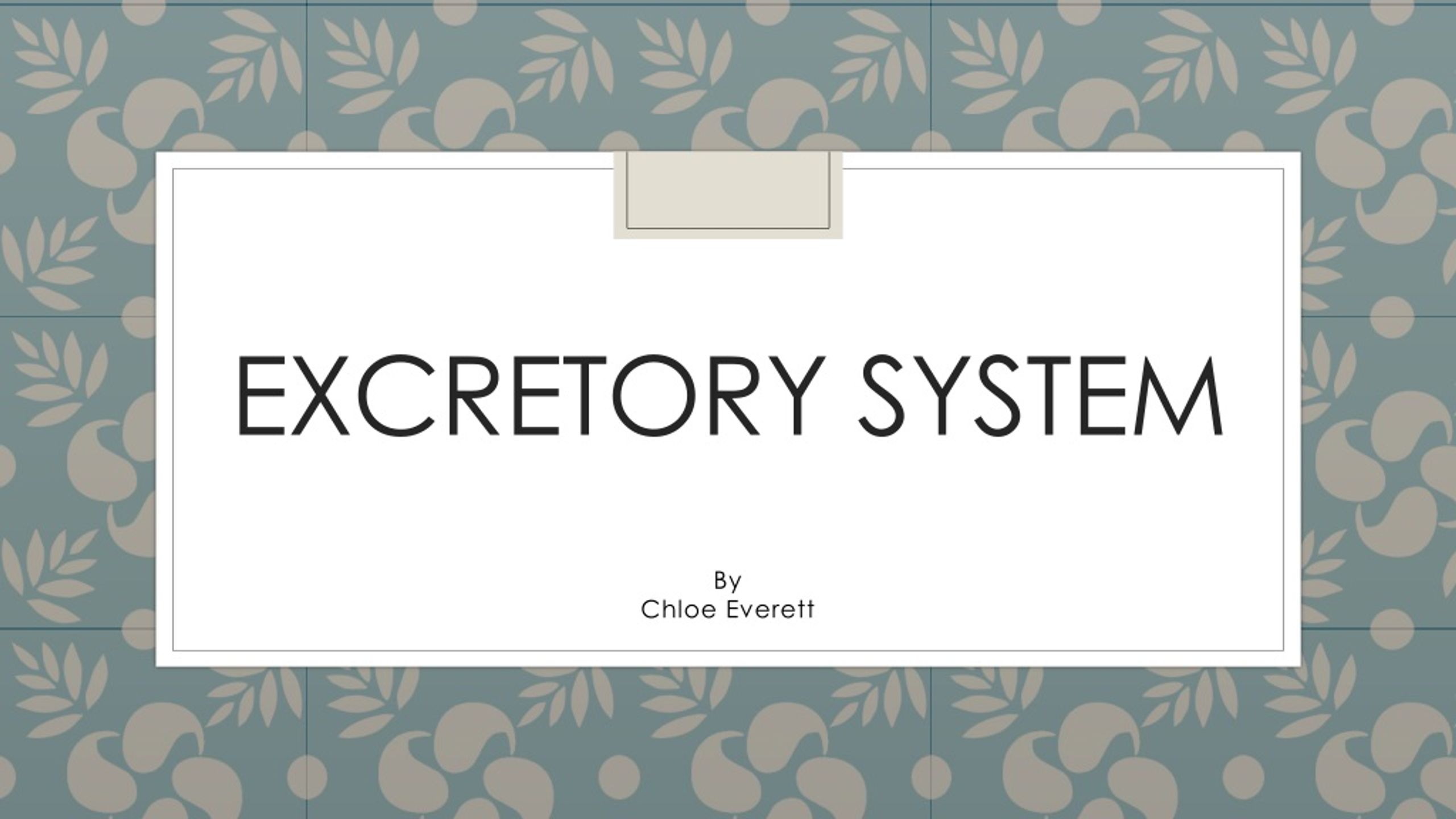 PPT - Excretory system PowerPoint Presentation, free download - ID:665085