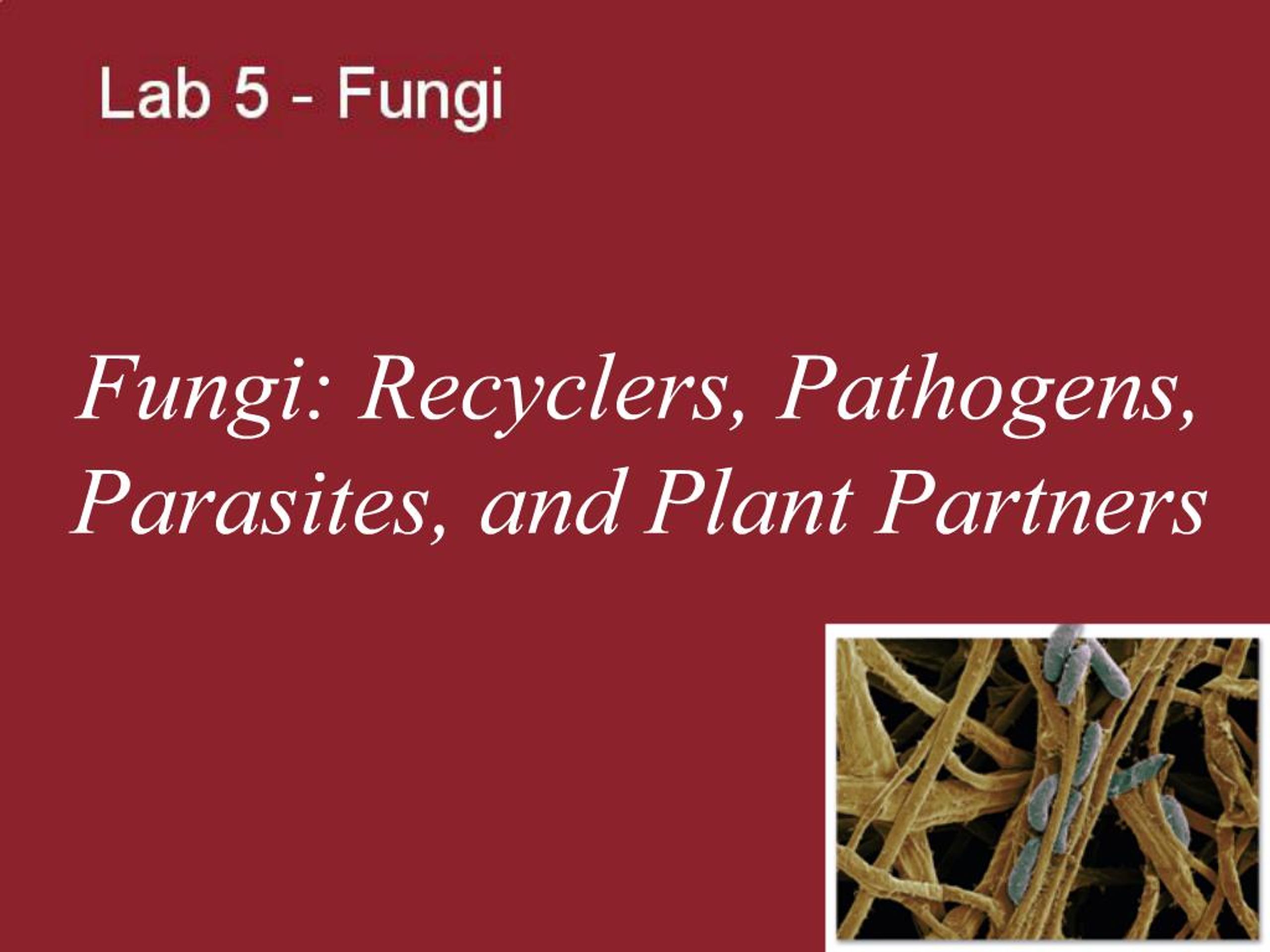 PPT - Fungi: Recyclers, Pathogens, Parasites, and Plant Partners ...
