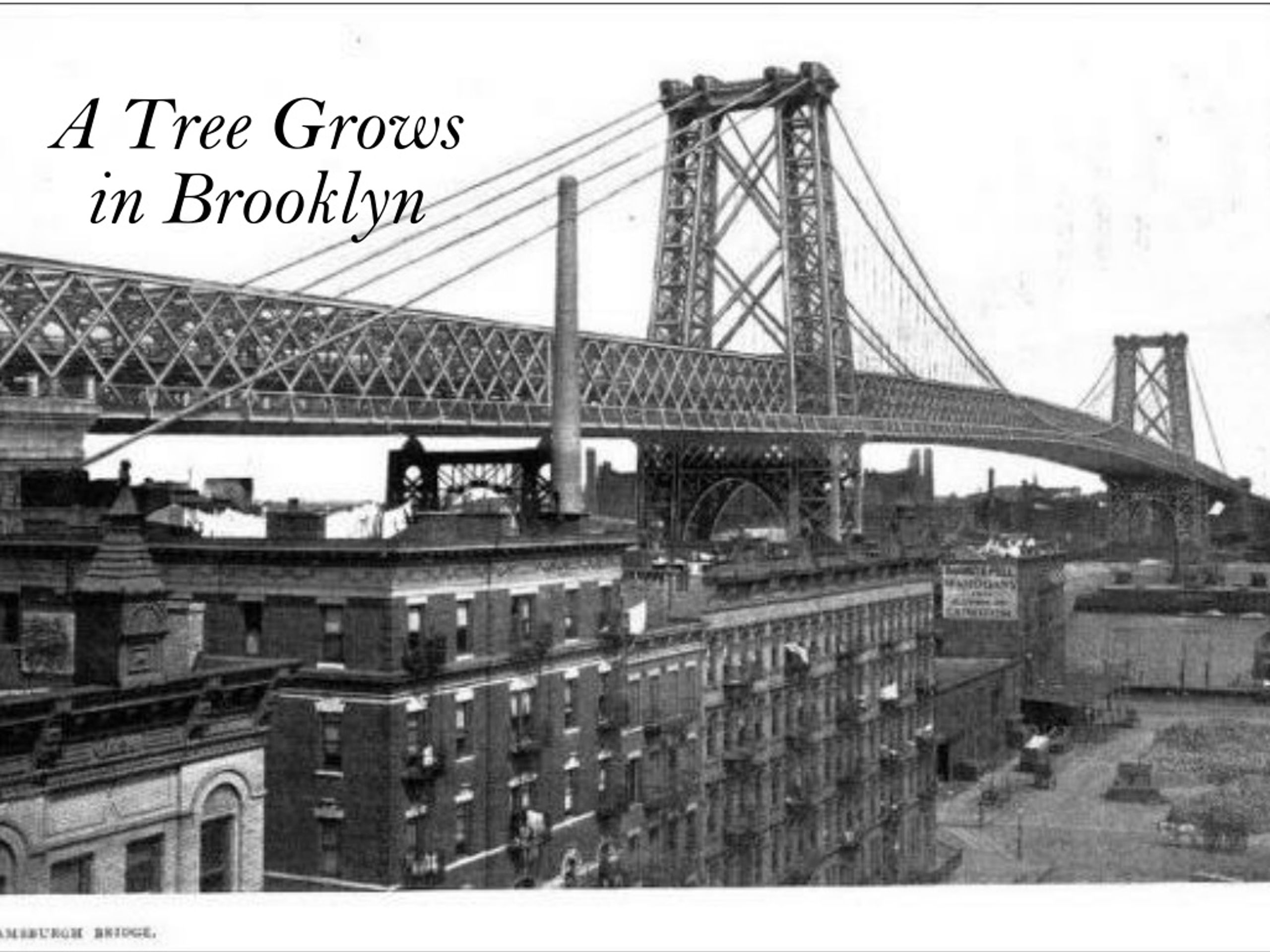 PPT - A Tree Grows in Brooklyn PowerPoint Presentation, free download ...