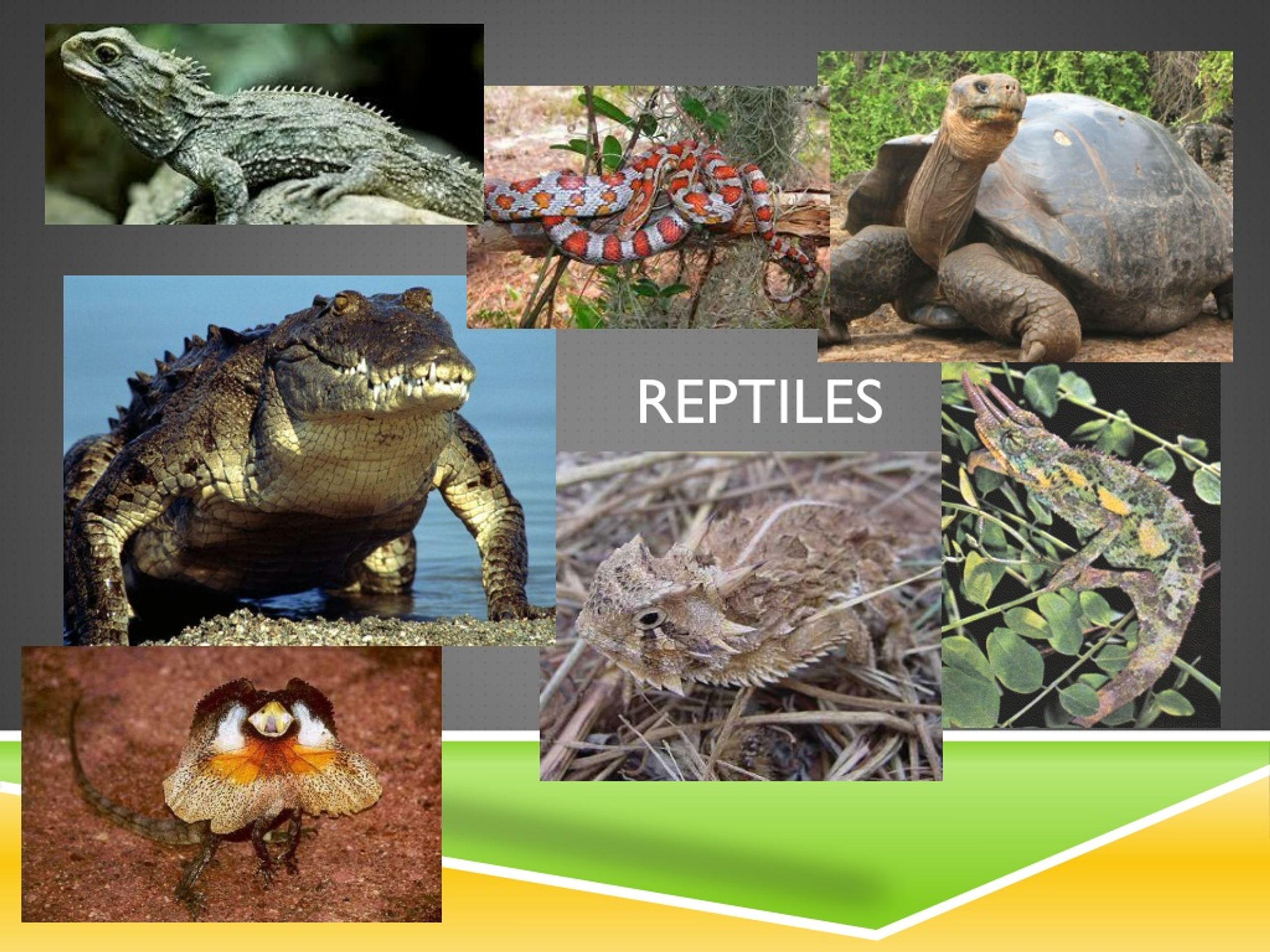 PPT - RePtiles PowerPoint Presentation, free download - ID:669716