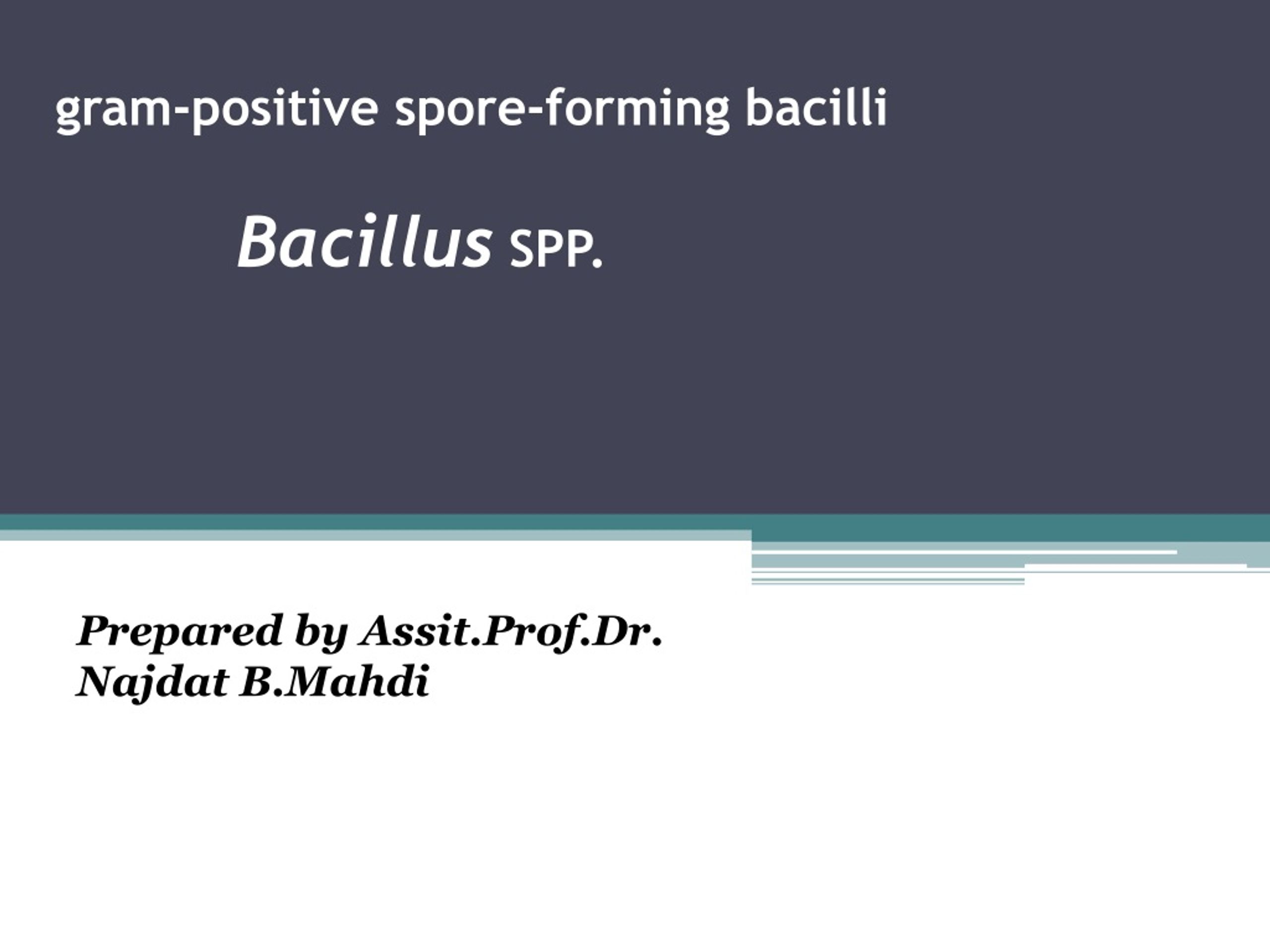 PPT - gram-positive spore-forming bacilli SPP. Bacillus PowerPoint ...