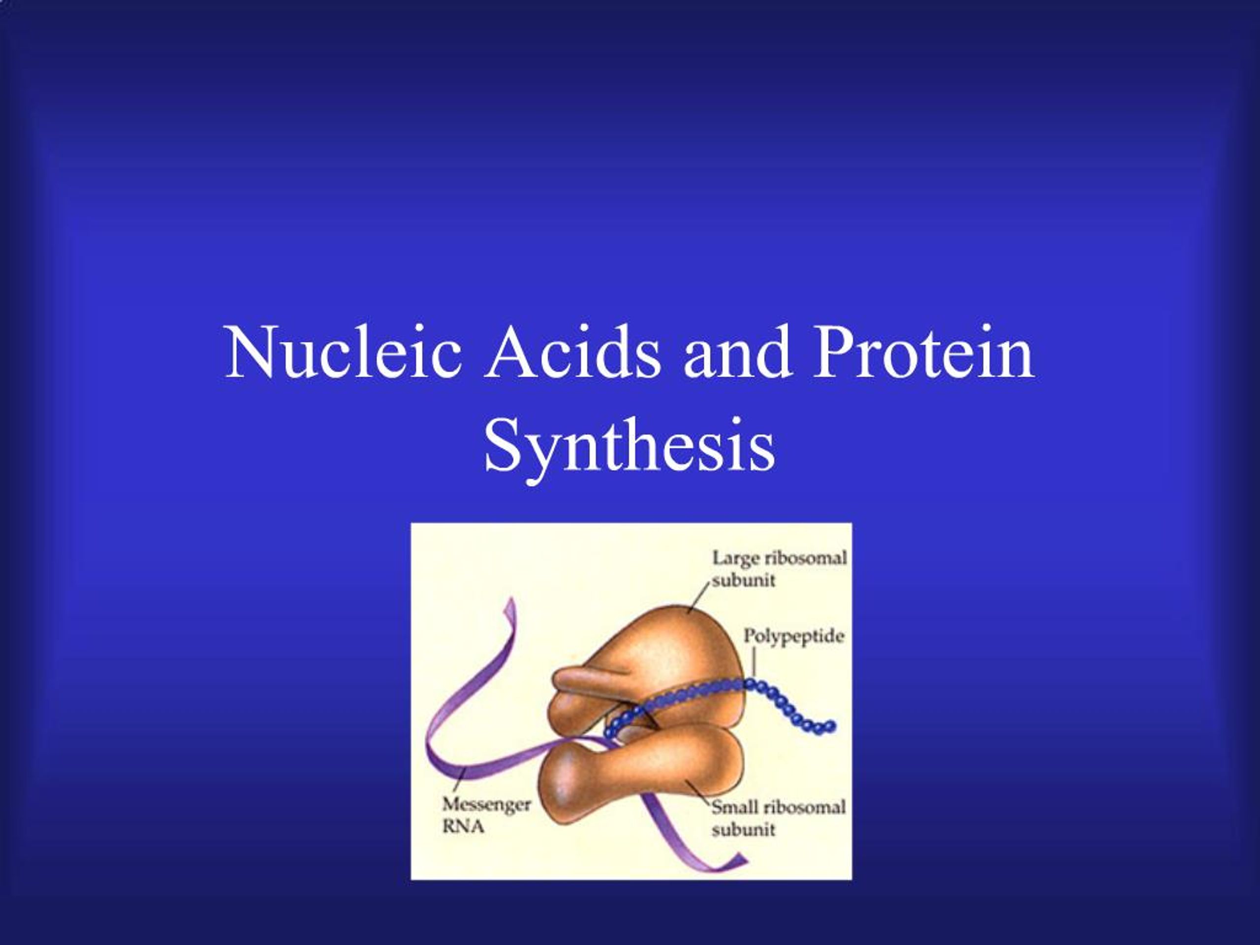 PPT - Nucleic Acids and Protein Synthesis PowerPoint Presentation, free ...