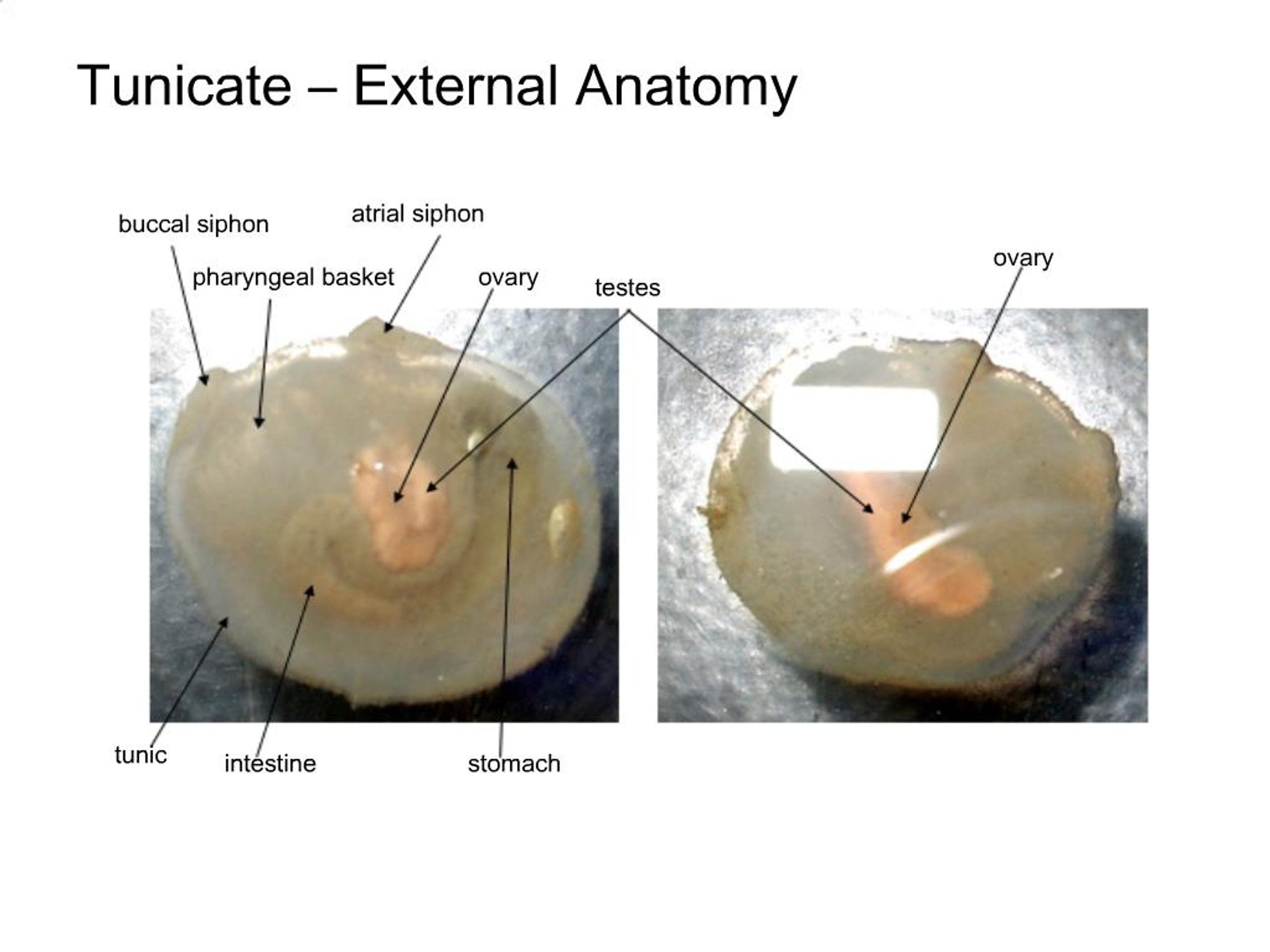 PPT - Tunicate External Anatomy PowerPoint Presentation, free download ...