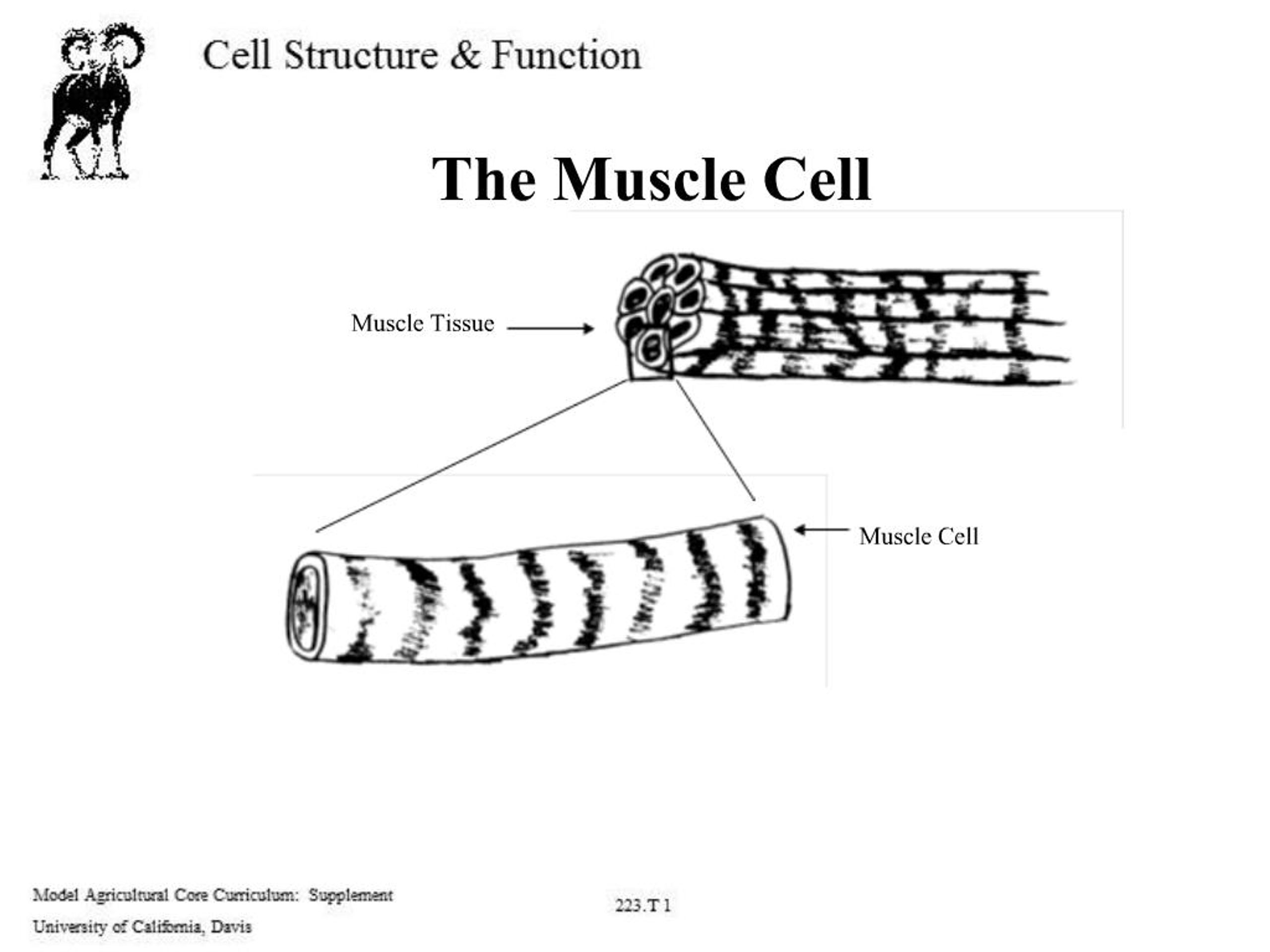 PPT - The Muscle Cell PowerPoint Presentation, free download - ID:701889