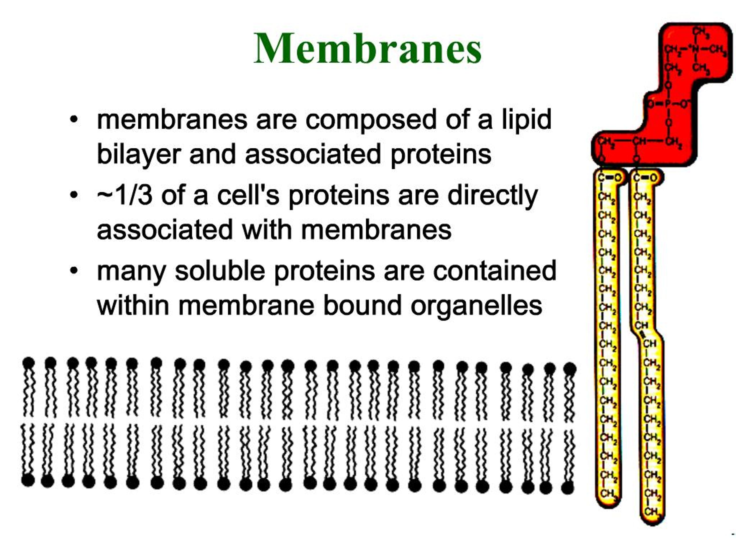 PPT - Membranes PowerPoint Presentation, free download - ID:711350