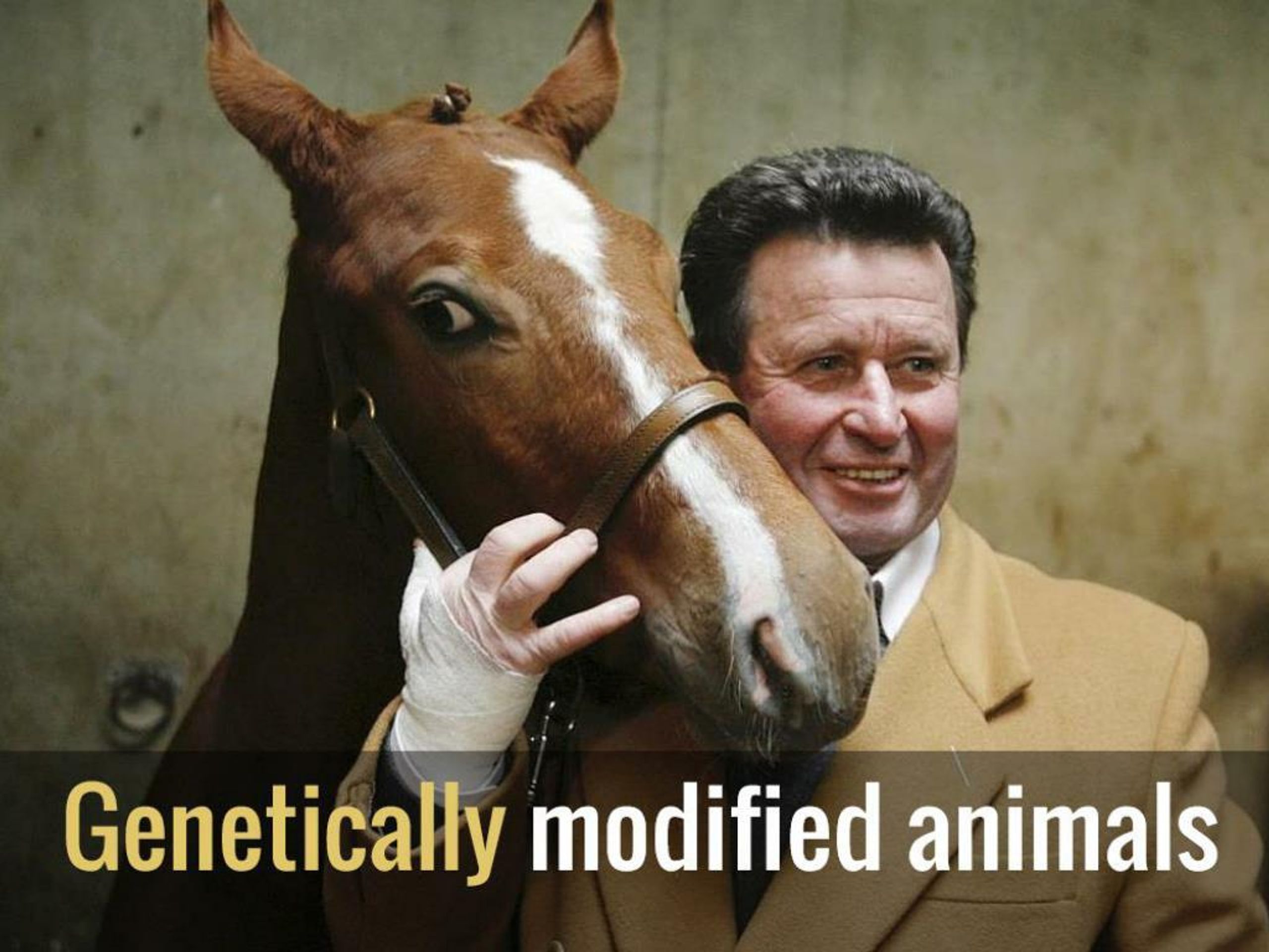 PPT - Genetically modified animals PowerPoint Presentation, free ...
