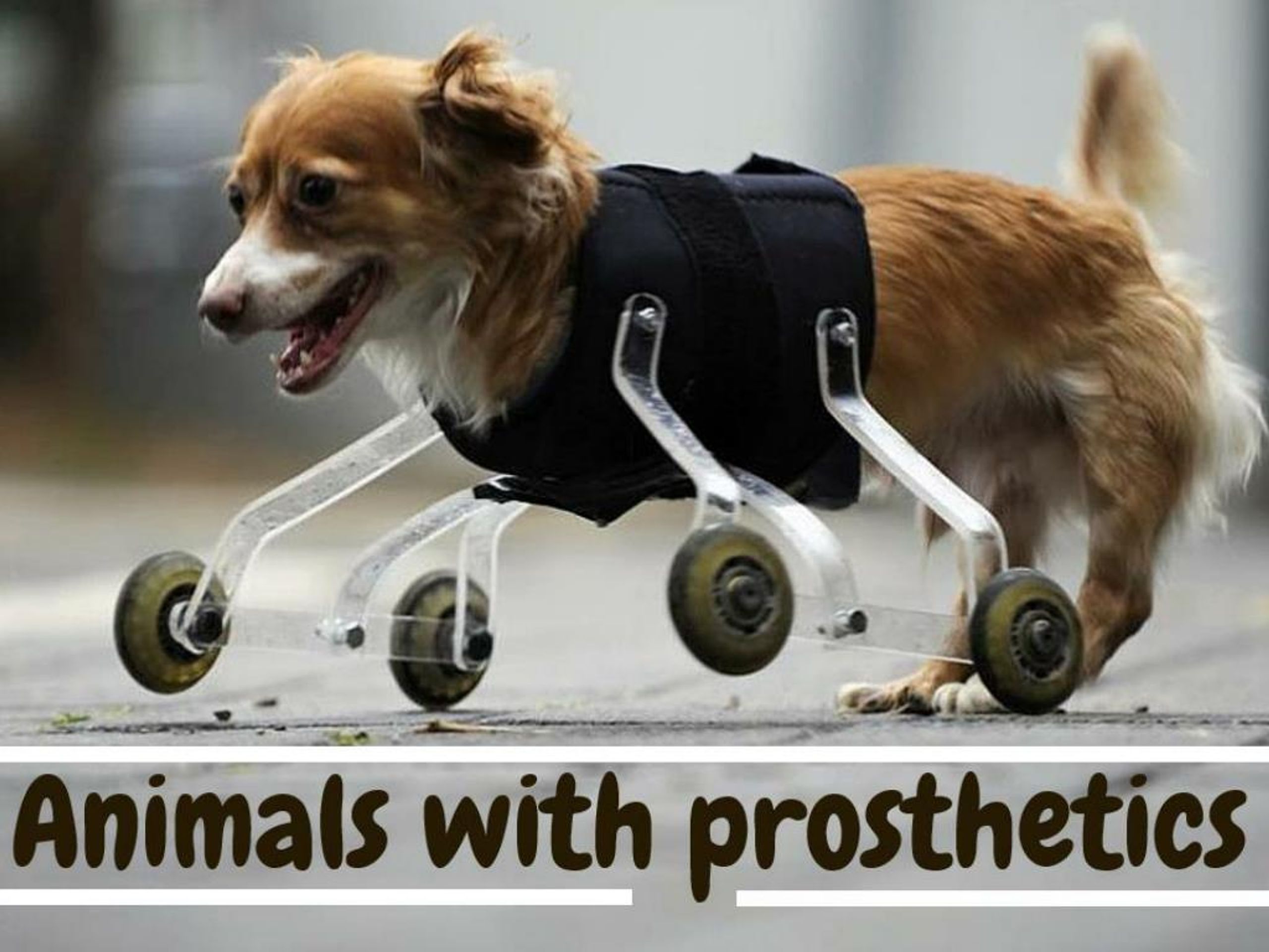 PPT - Animals with prosthetics PowerPoint Presentation, free download ...