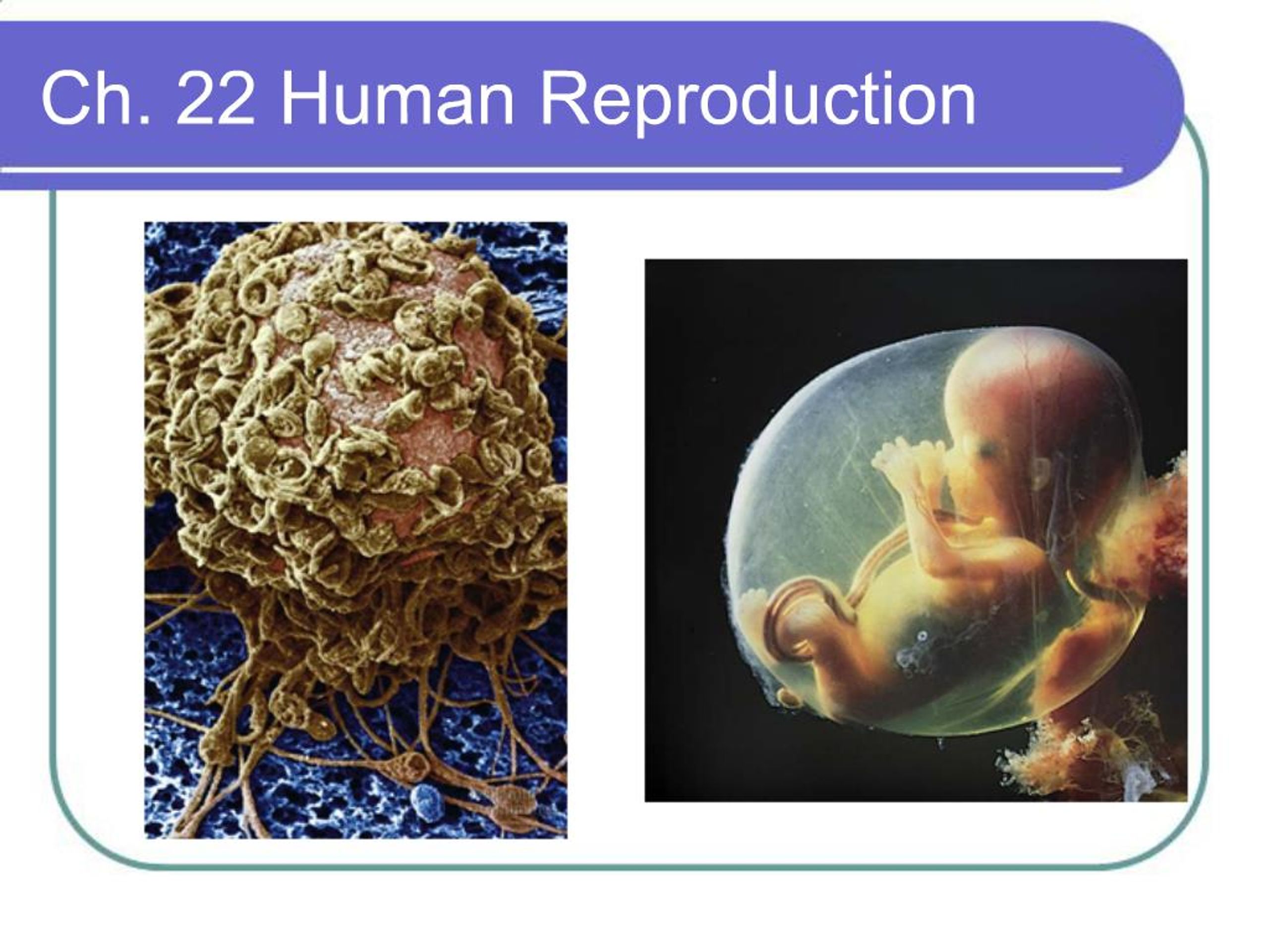 PPT - Ch. 22 Human Reproduction PowerPoint Presentation, free download ...