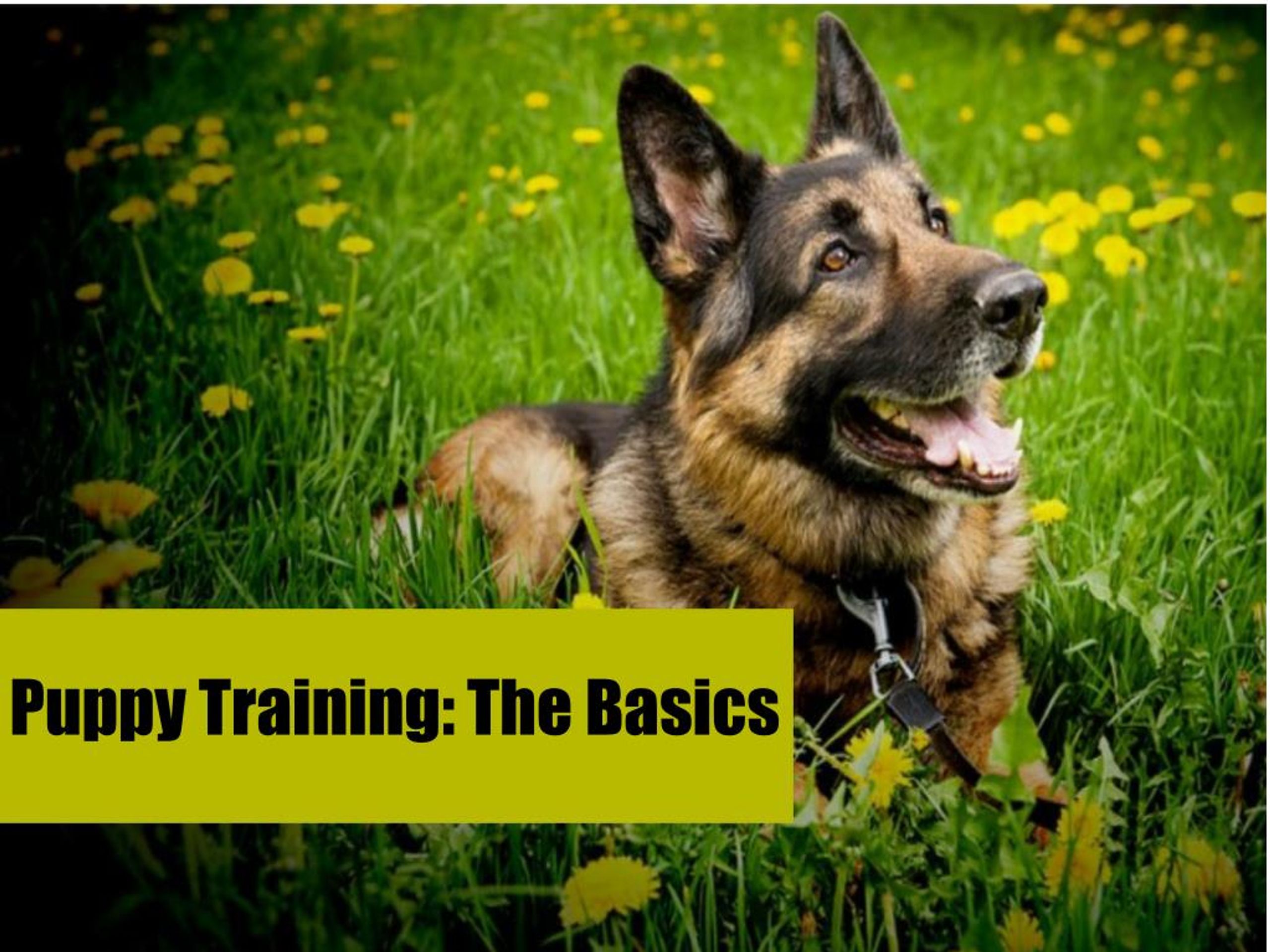 PPT - Puppy Training: The Basics PowerPoint Presentation, free download ...
