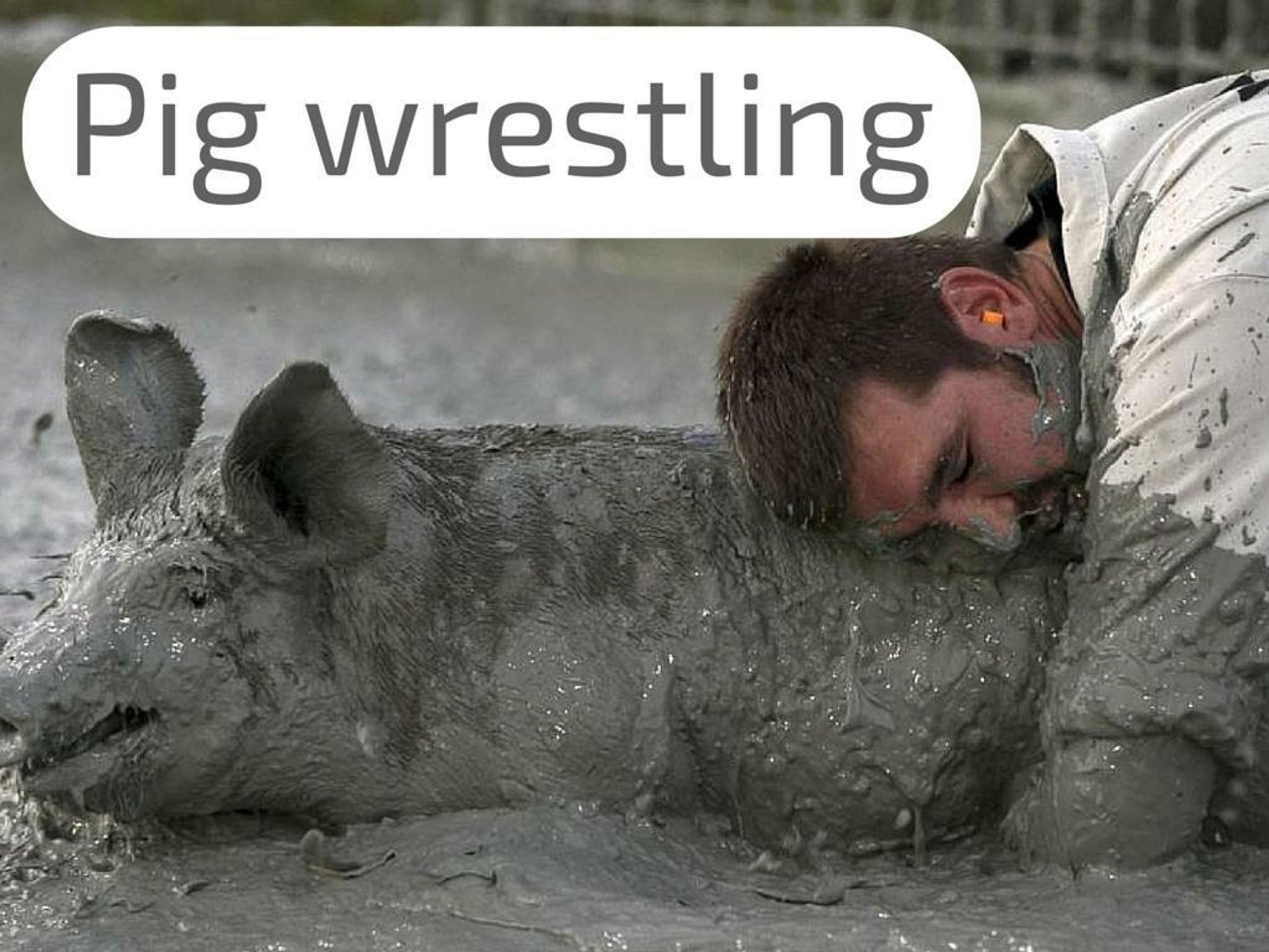 PPT - Pig wrestling PowerPoint Presentation, free download - ID:7190345