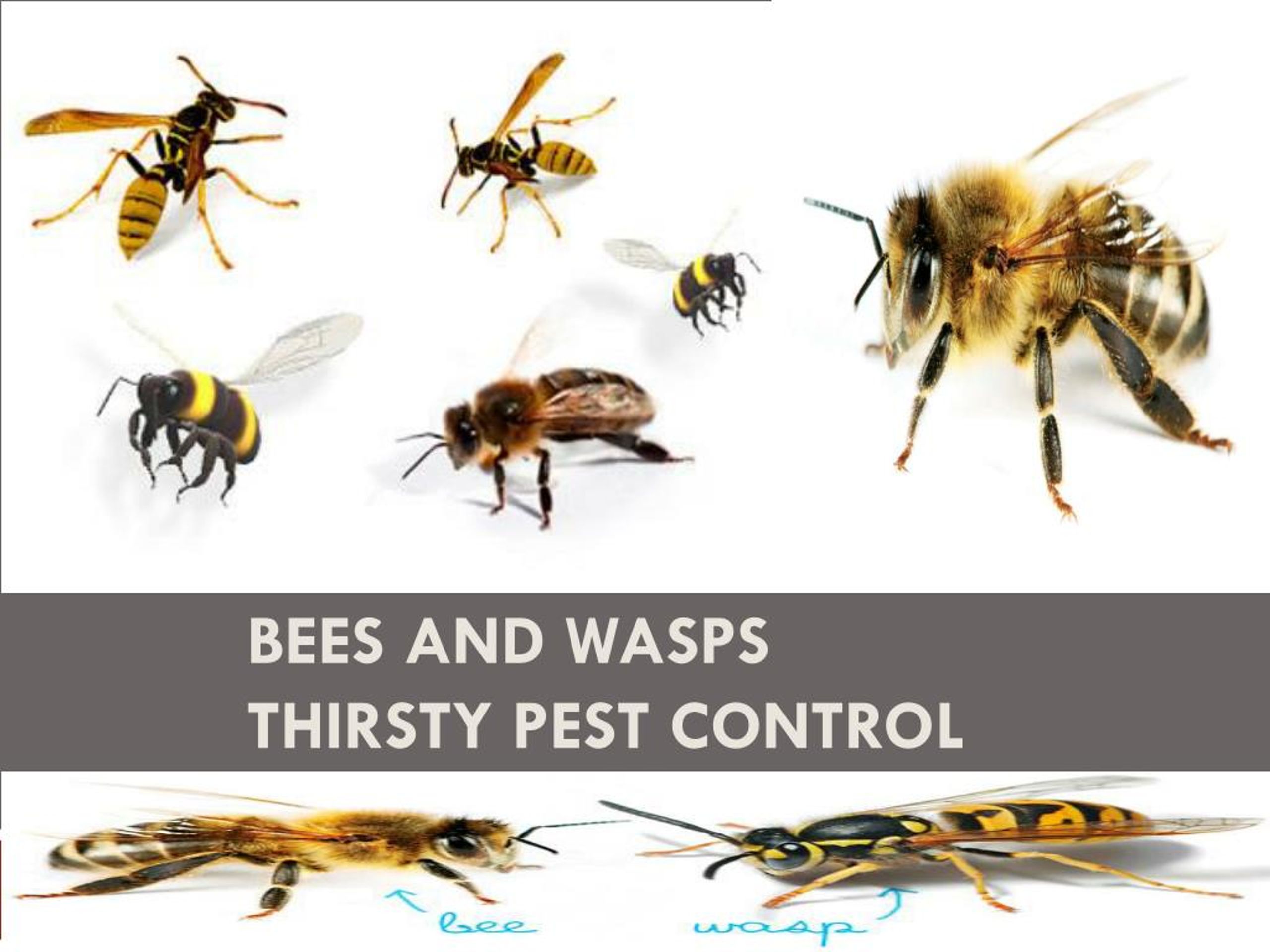 PPT - Bees and Wasps Thirsty Pest Control PowerPoint Presentation, free ...
