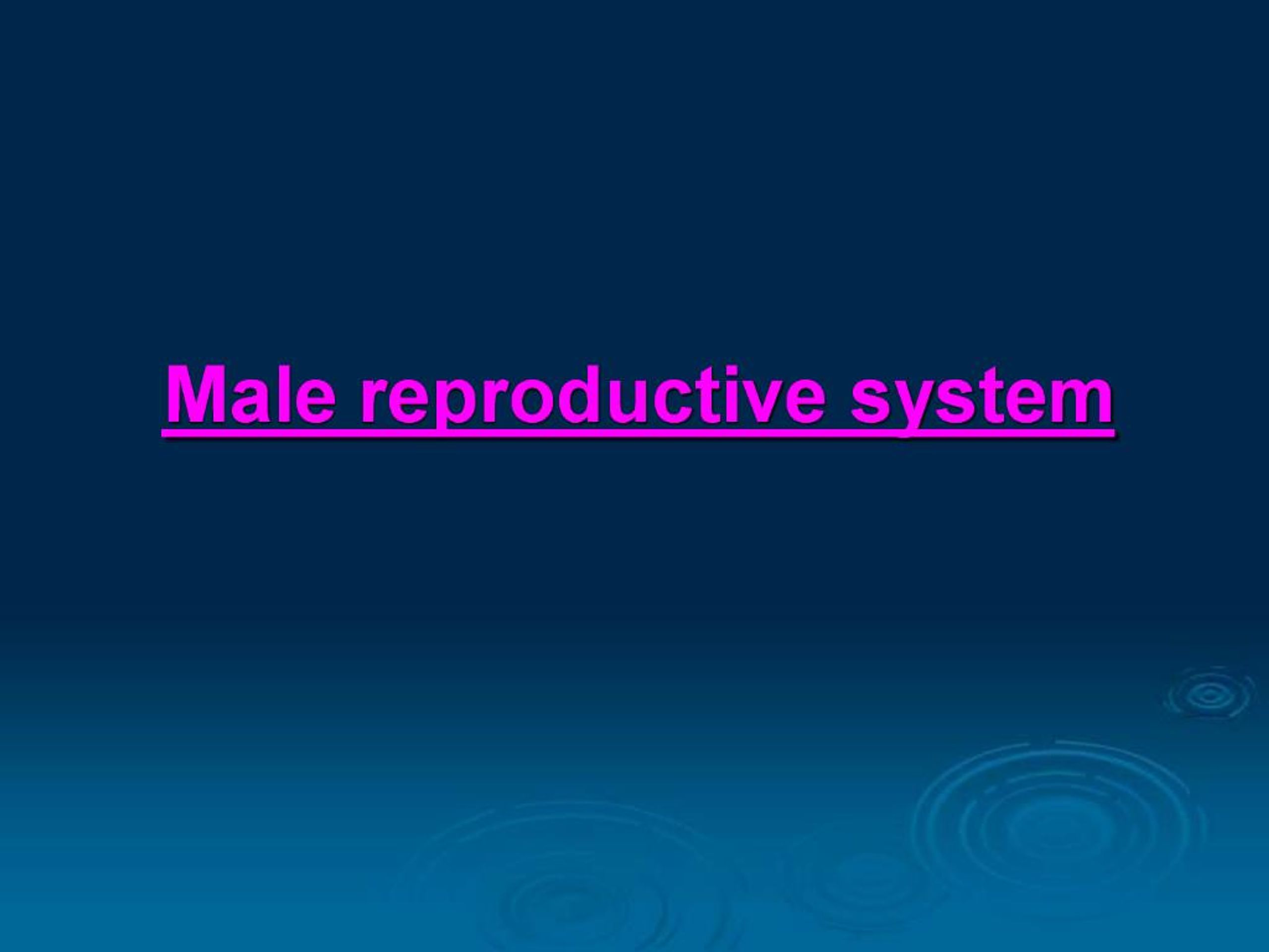 PPT - Male Reproductive System: A Comprehensive Guide PowerPoint ...