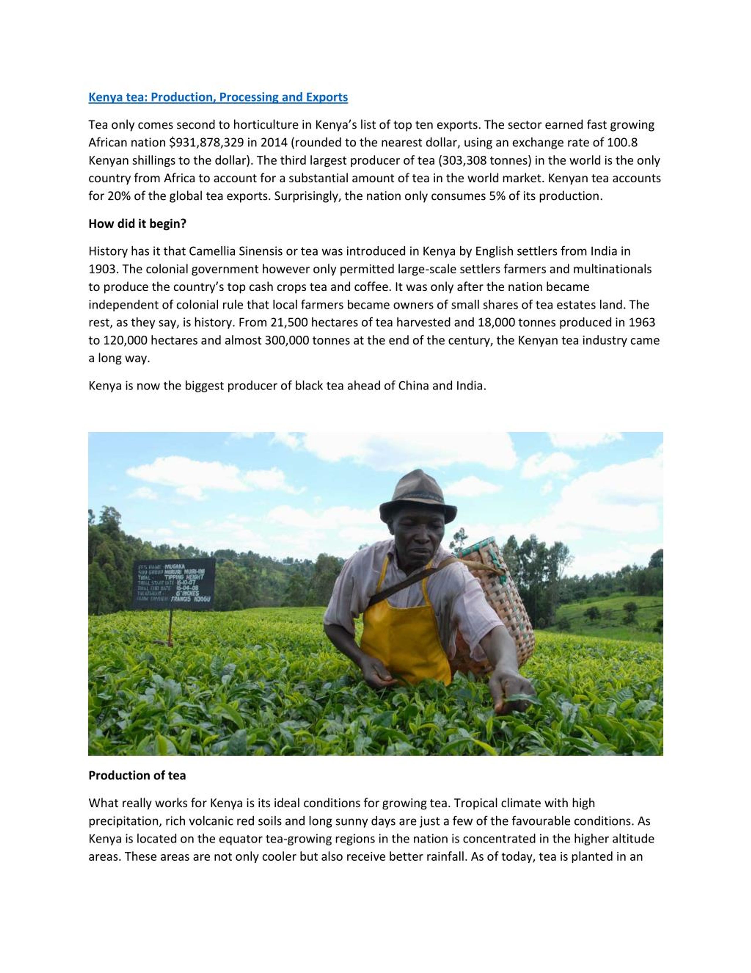 PPT - Kenya tea: Production, Processing and Exports PowerPoint ...