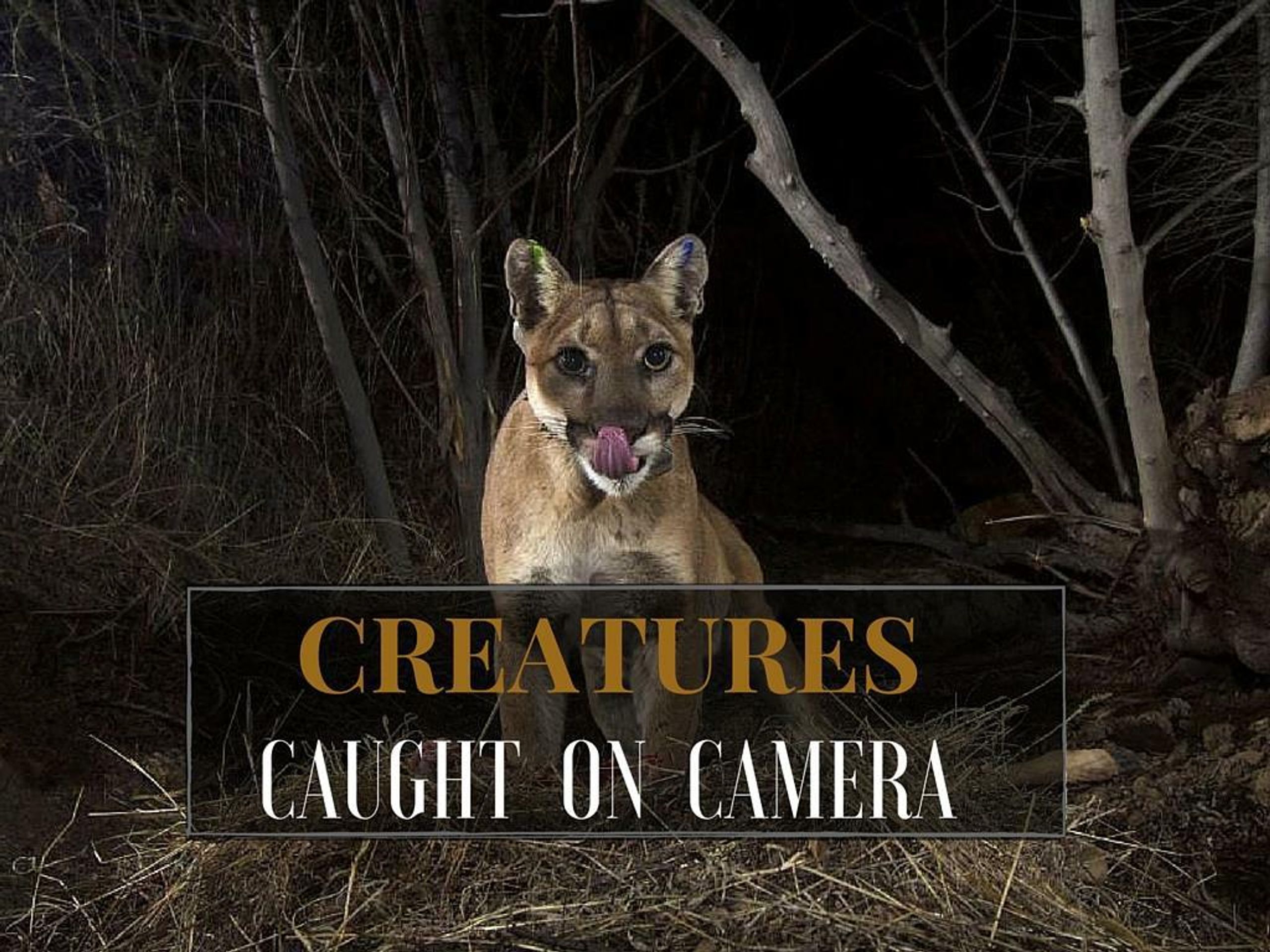 PPT - Creatures caught on camera PowerPoint Presentation, free download ...