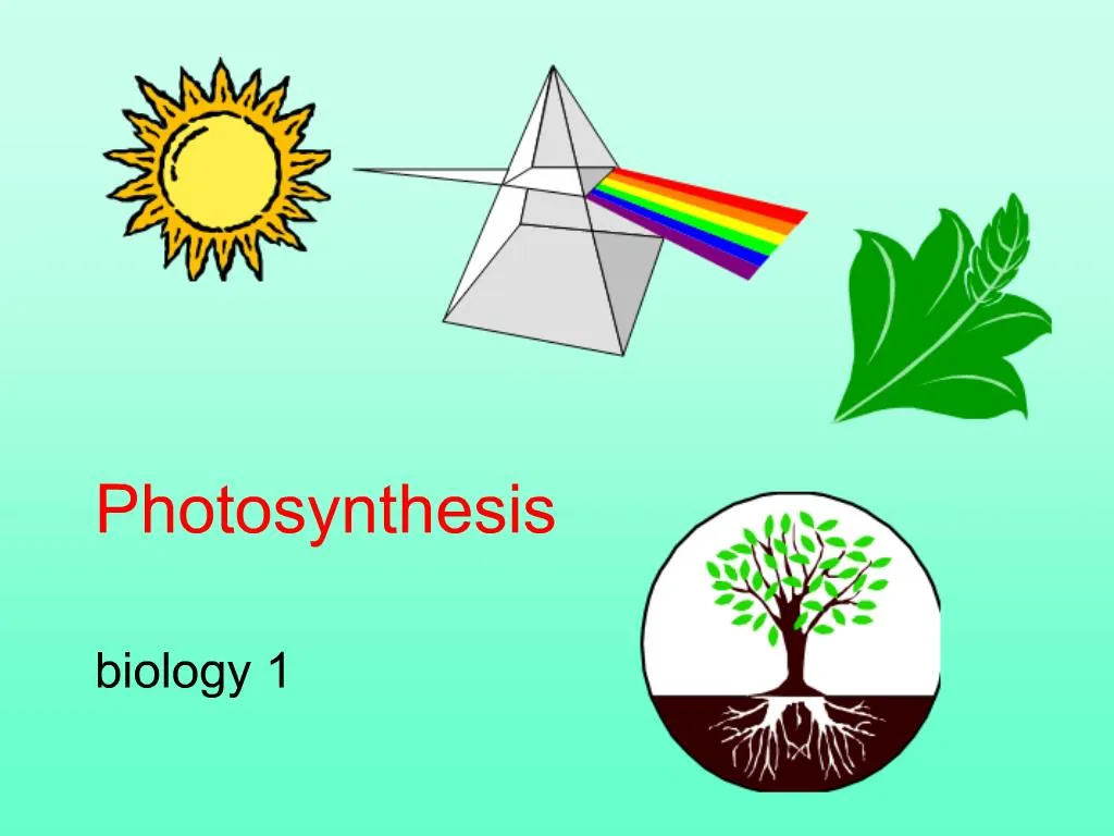 PPT - Understanding Photosynthesis: The Key Process in Plant Biology ...