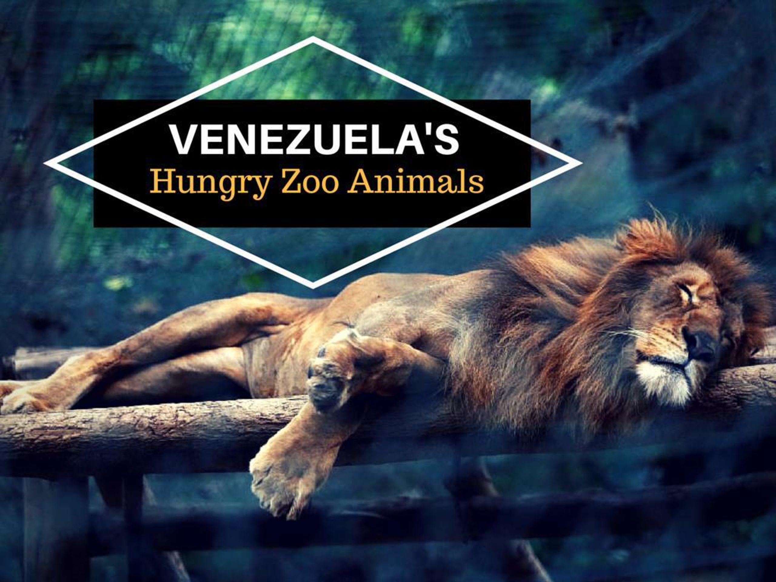 PPT - Venezuela's hungry zoo animals PowerPoint Presentation, free ...