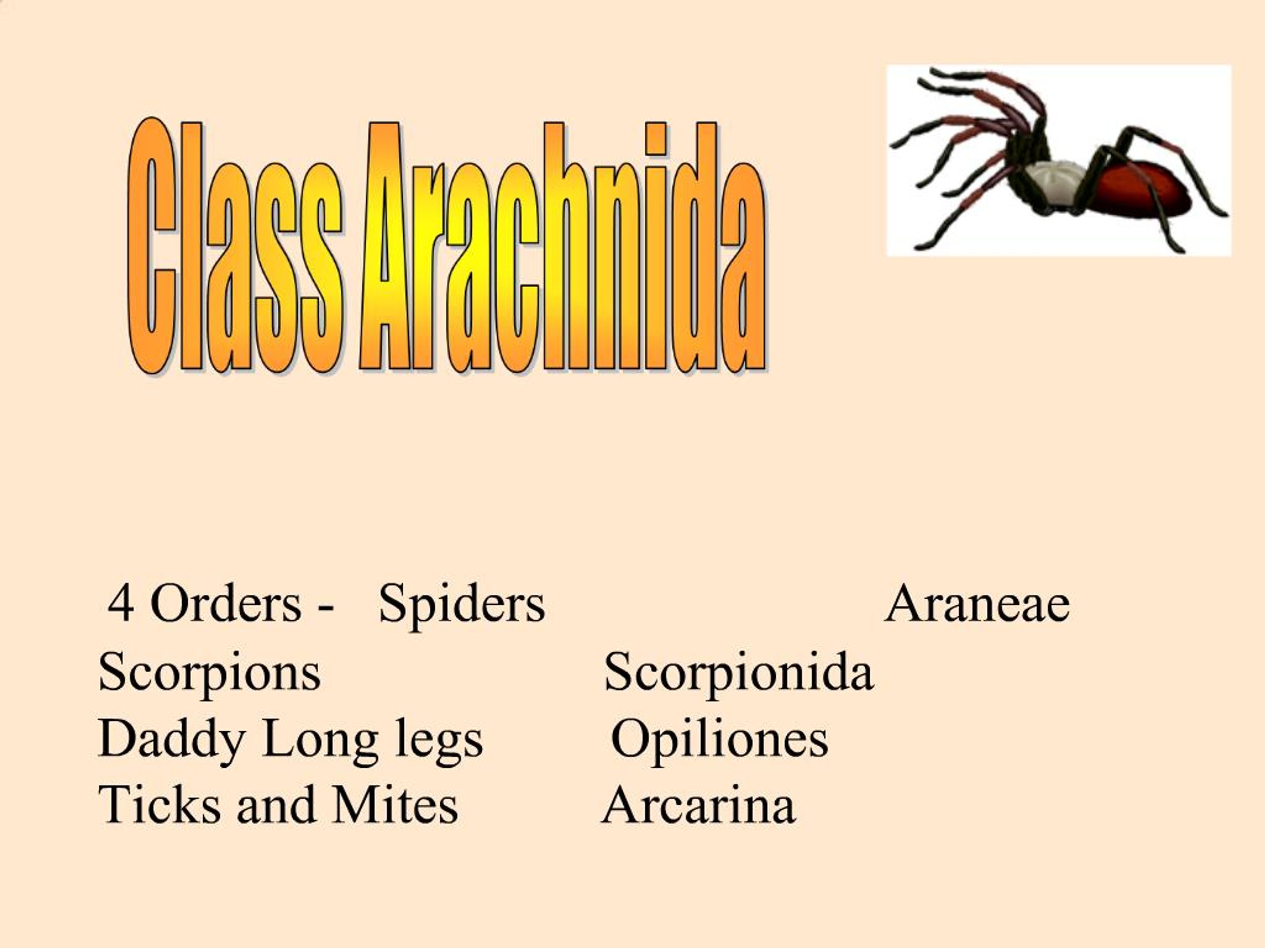 PPT - Class Arachnida PowerPoint Presentation, free download - ID:737649