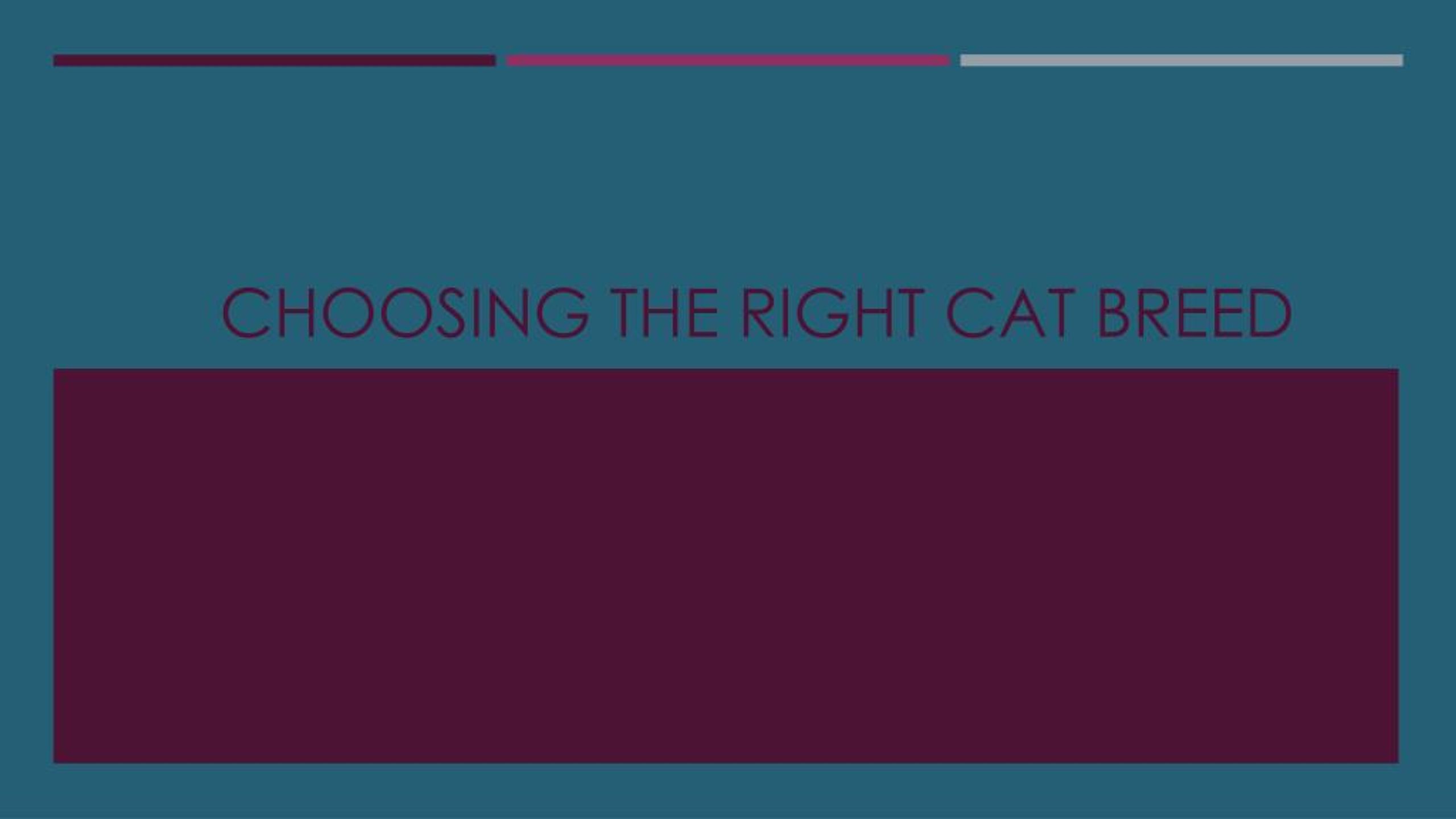 PPT - Choosing the Right Cat Breed PowerPoint Presentation, free ...