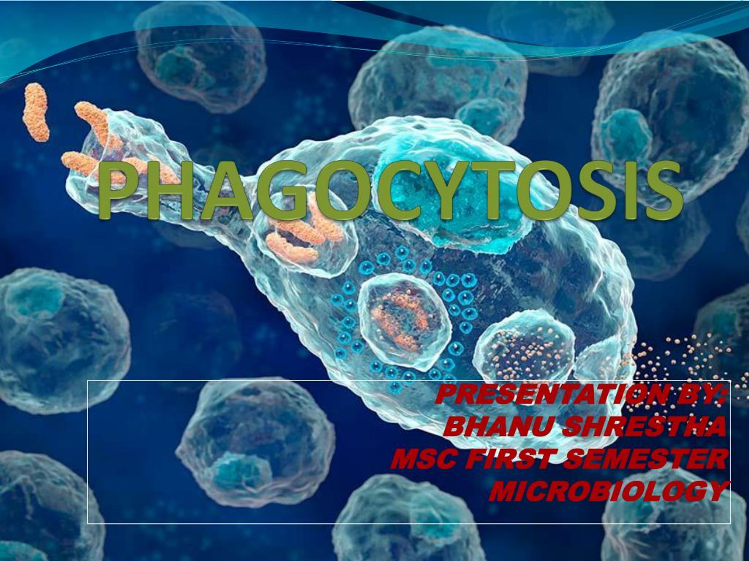 PPT - phagocytosis PowerPoint Presentation, free download - ID:7387245