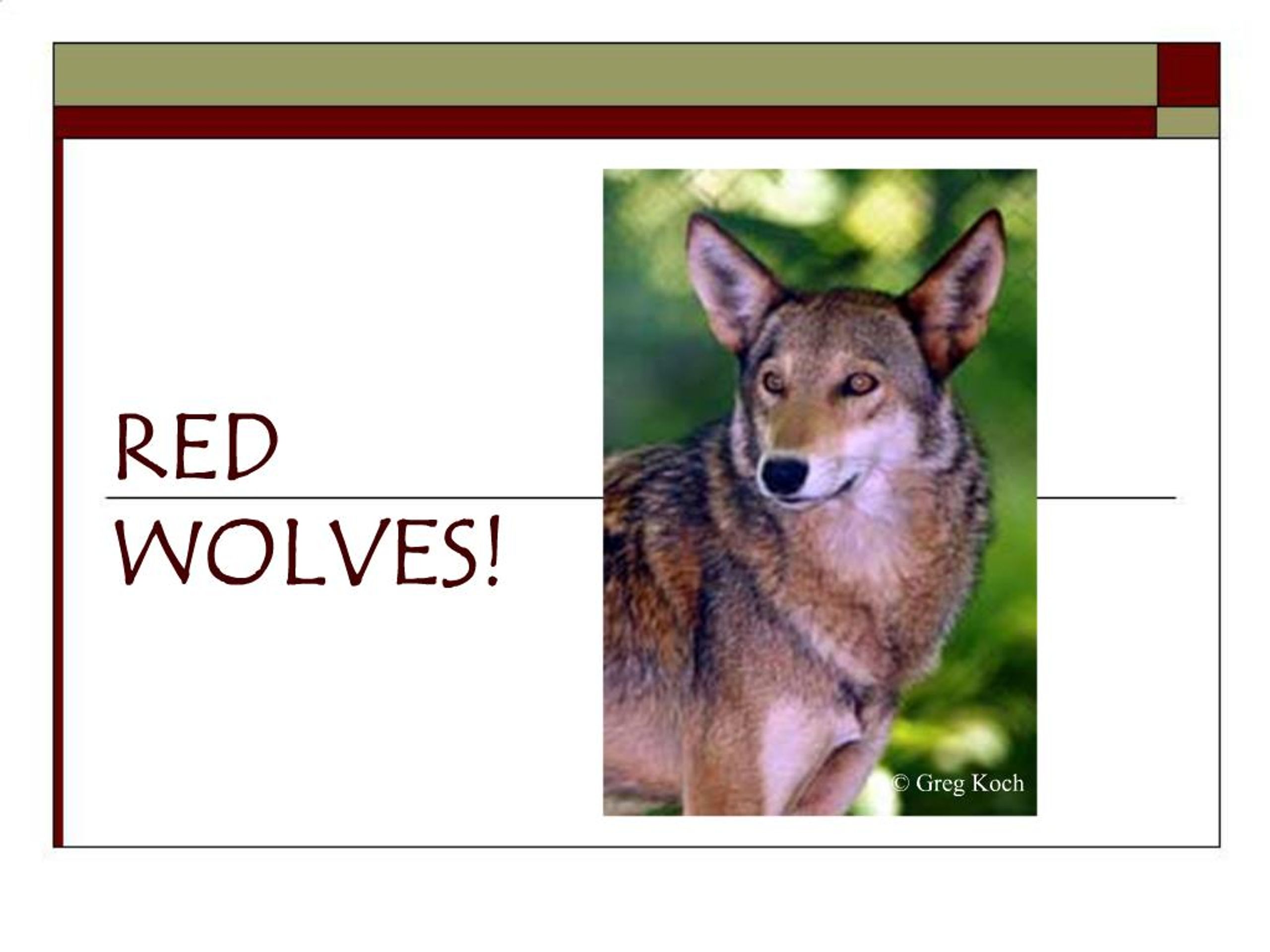 PPT - WOLVES PowerPoint Presentation, free download - ID:745034
