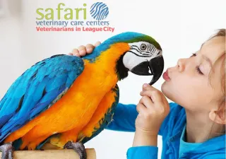 PPT - SAVA Vet The Veterinary Care Destination PowerPoint Presentation ...