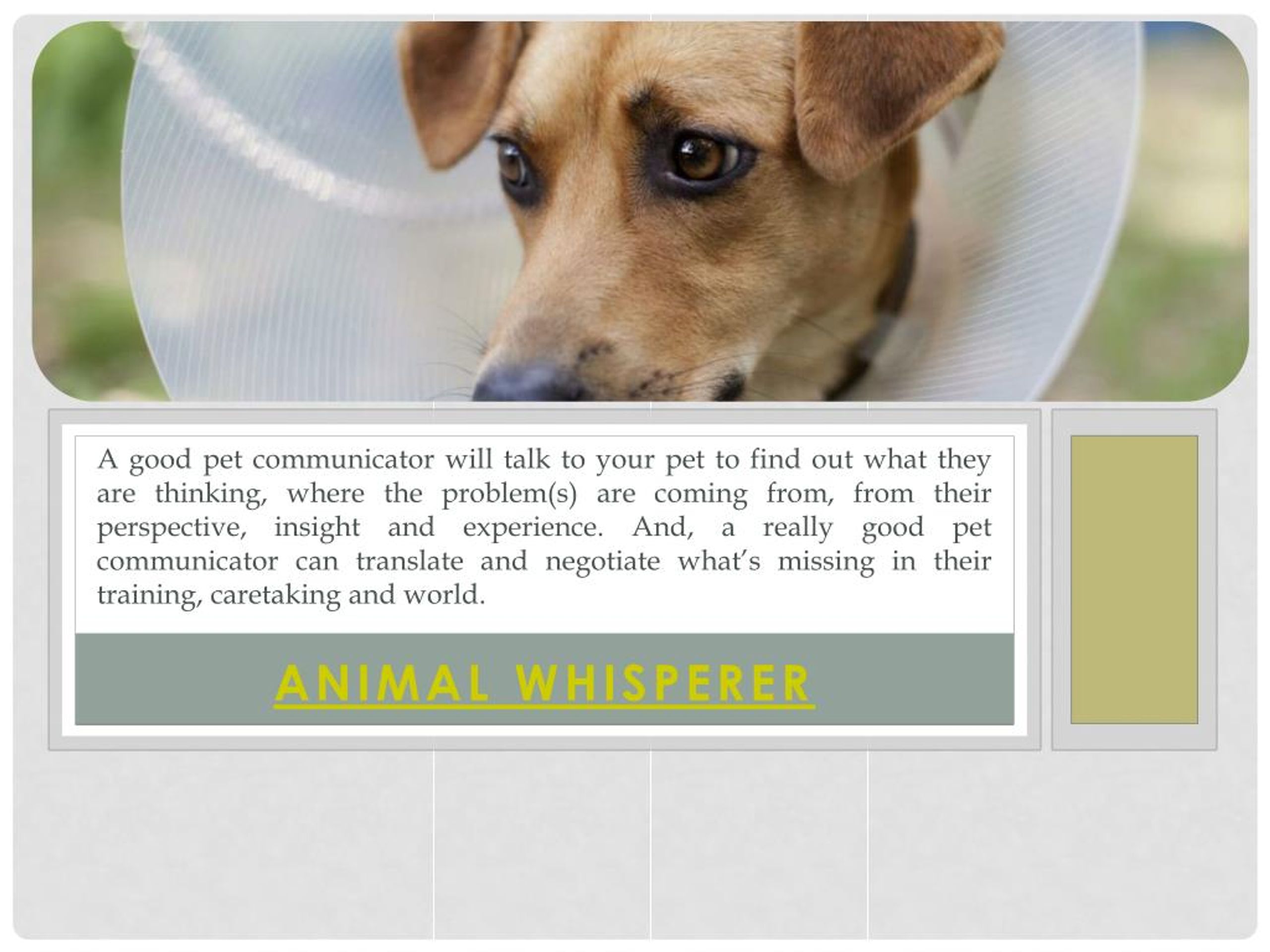 PPT - Animal whisperer PowerPoint Presentation, free download - ID:7536216