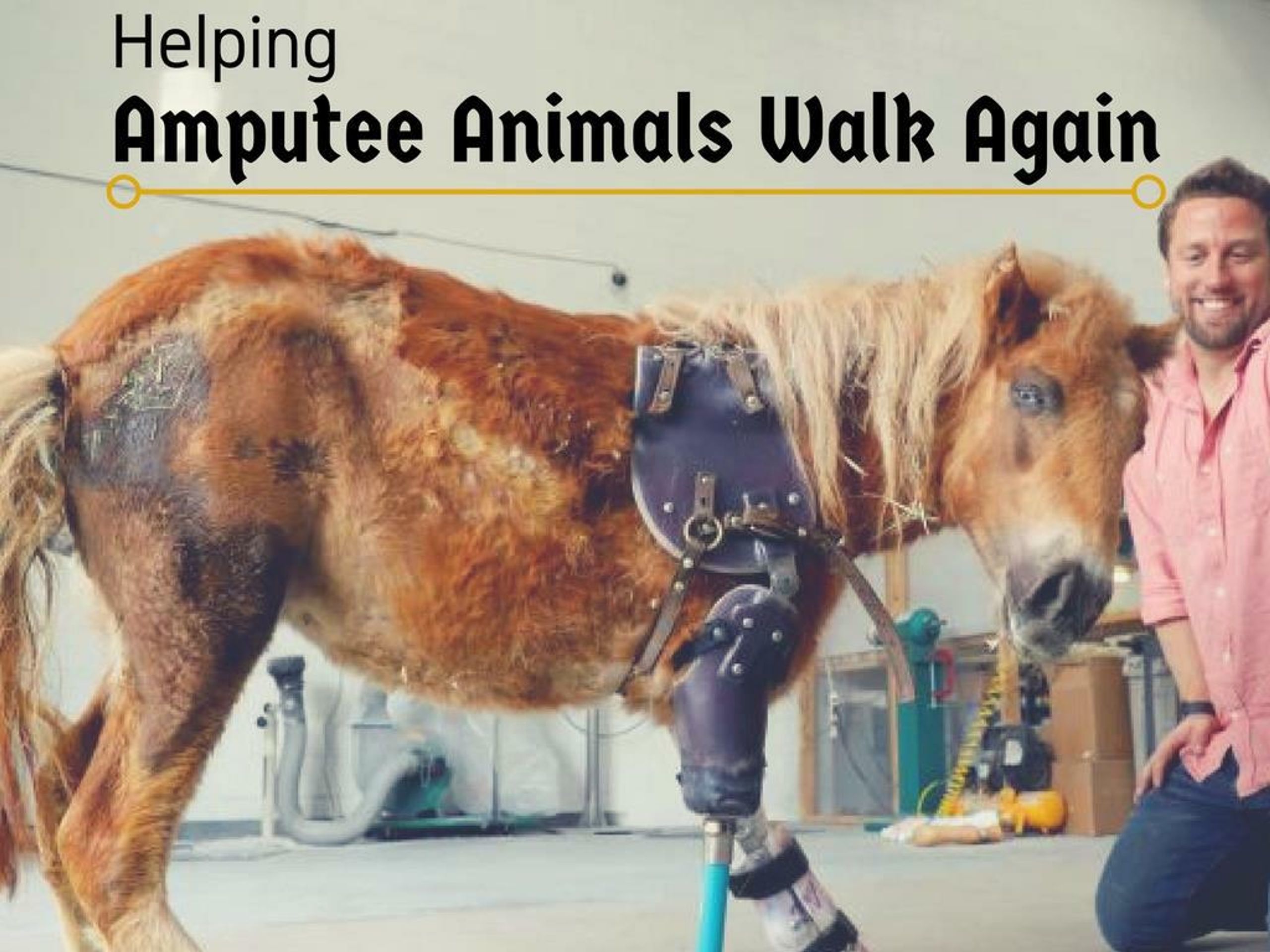 PPT - Helping amputee animals walk again PowerPoint Presentation, free ...