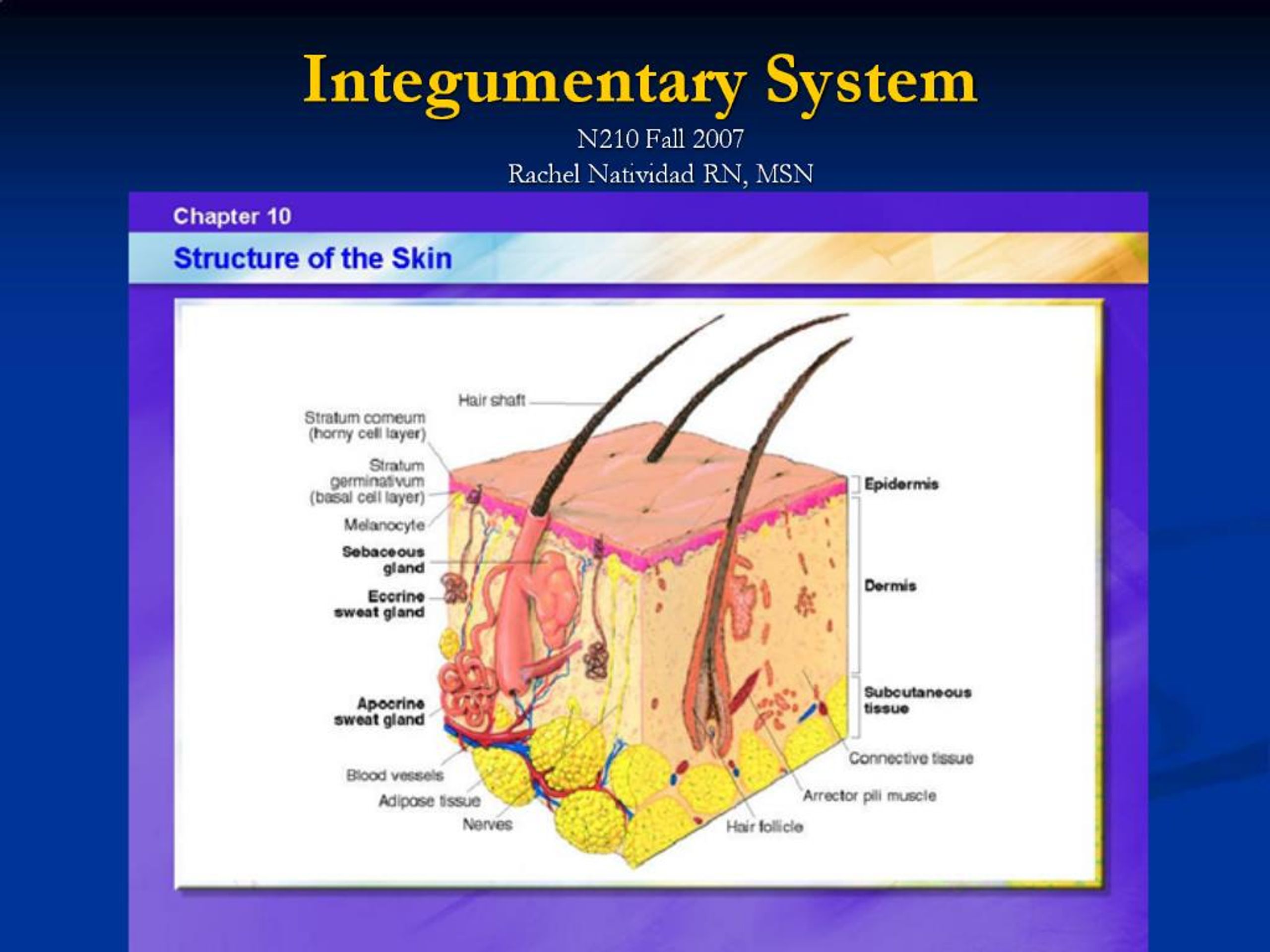 PPT - Integumentary System PowerPoint Presentation, free download - ID ...