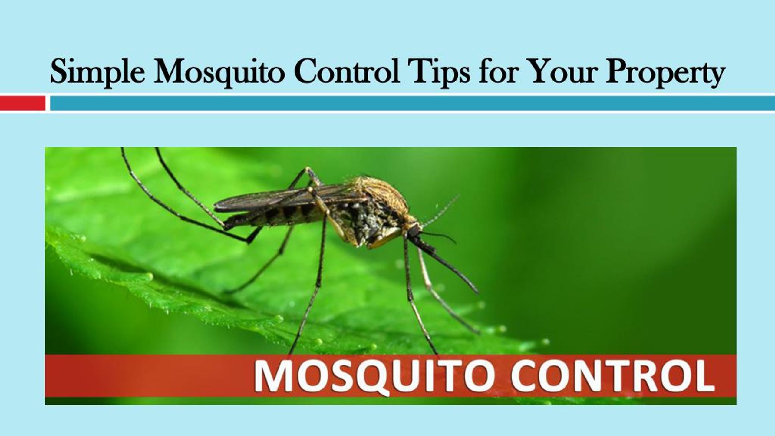 PPT - Simple Mosquito Control Tips for Your Property PowerPoint ...