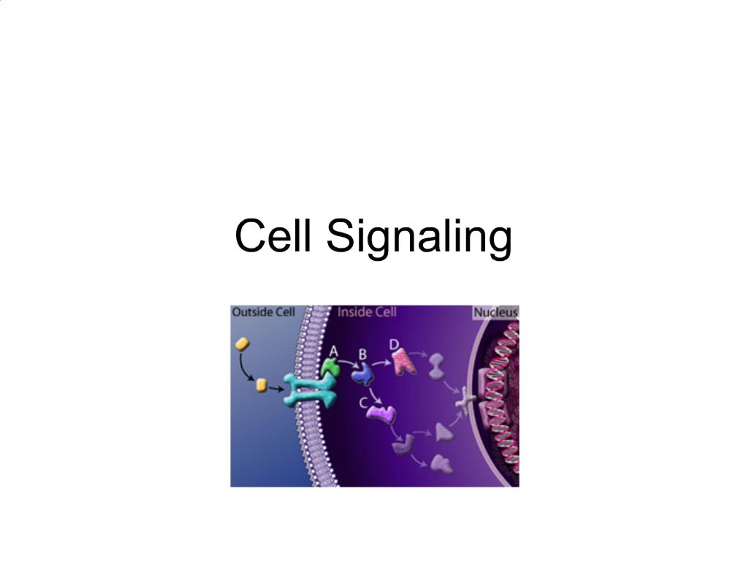 PPT - Cell Signaling PowerPoint Presentation, free download - ID:768402