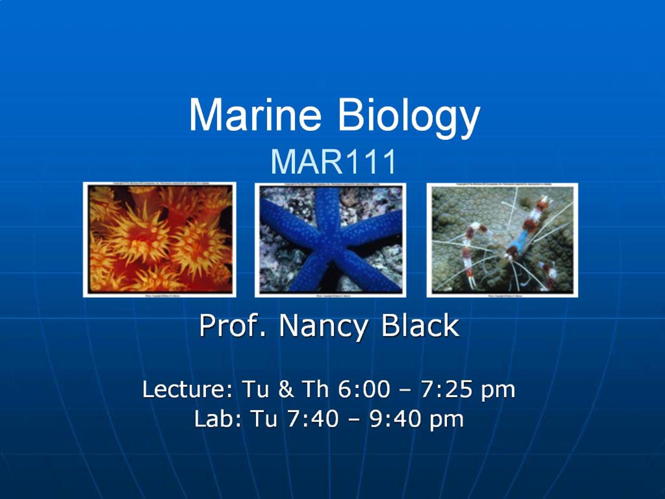 PPT - Marine Biology MAR111 PowerPoint Presentation, free download - ID ...