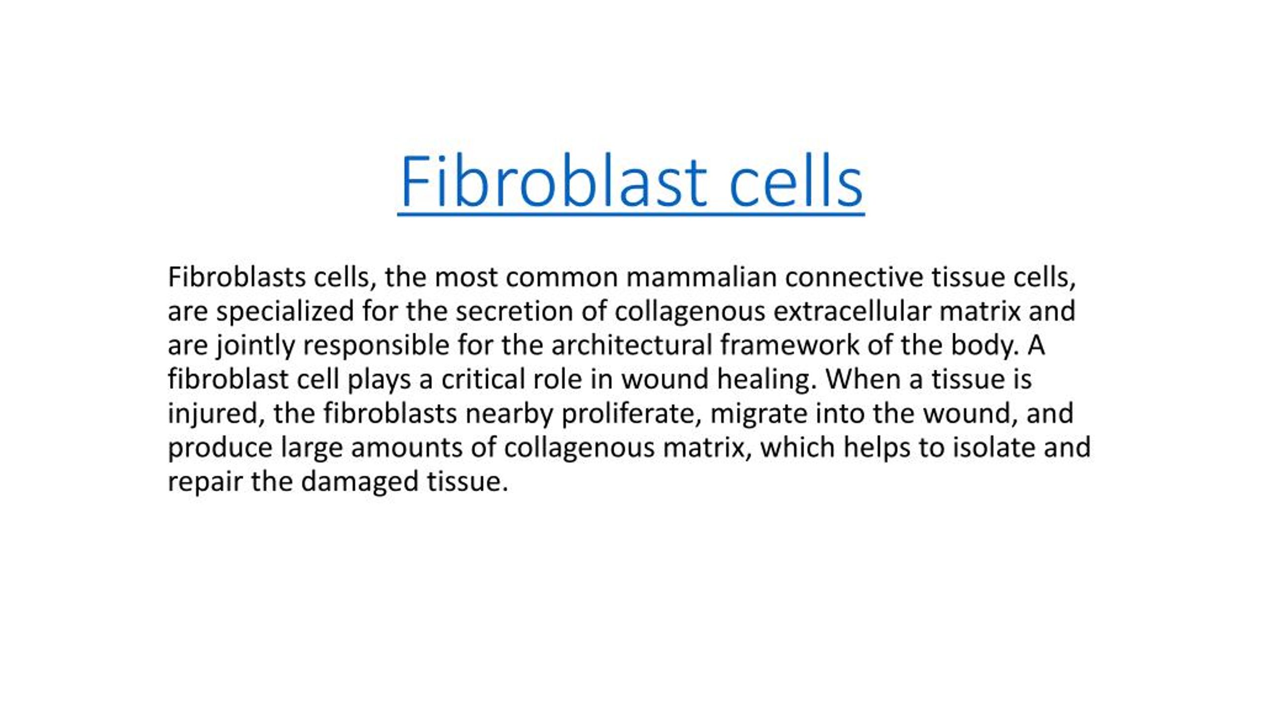 PPT - fibroblast cells PowerPoint Presentation, free download - ID:7739015