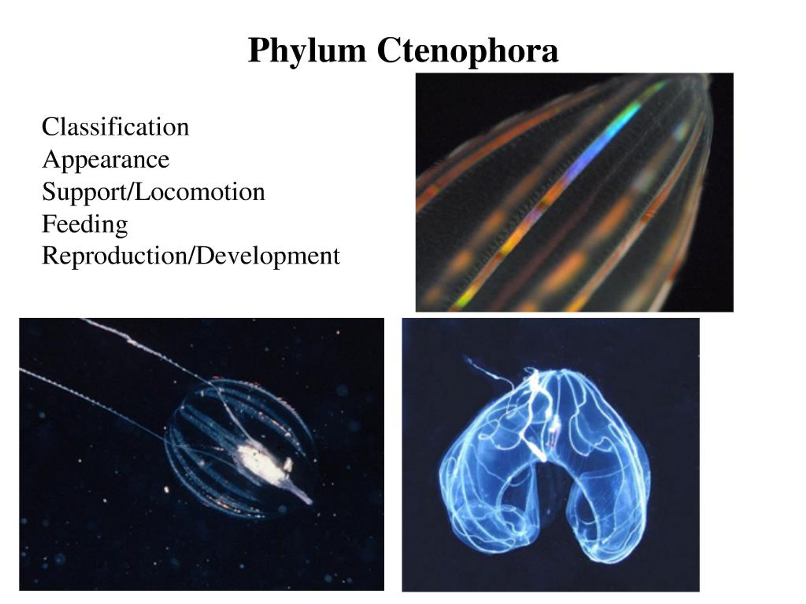 PPT - Phylum Ctenophora PowerPoint Presentation, free download - ID:775860