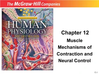 PPT - Neural Control of Exercising Muscle PowerPoint Presentation, free ...