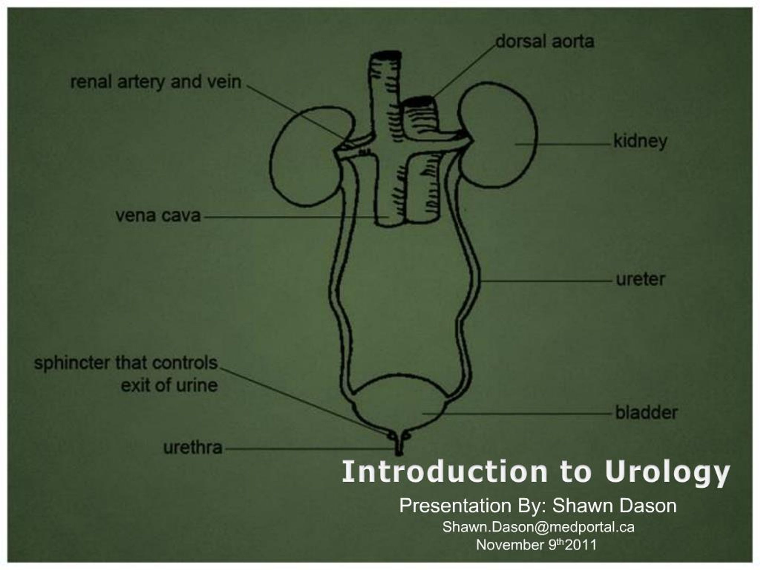 PPT - Introduction to Urology PowerPoint Presentation, free download ...