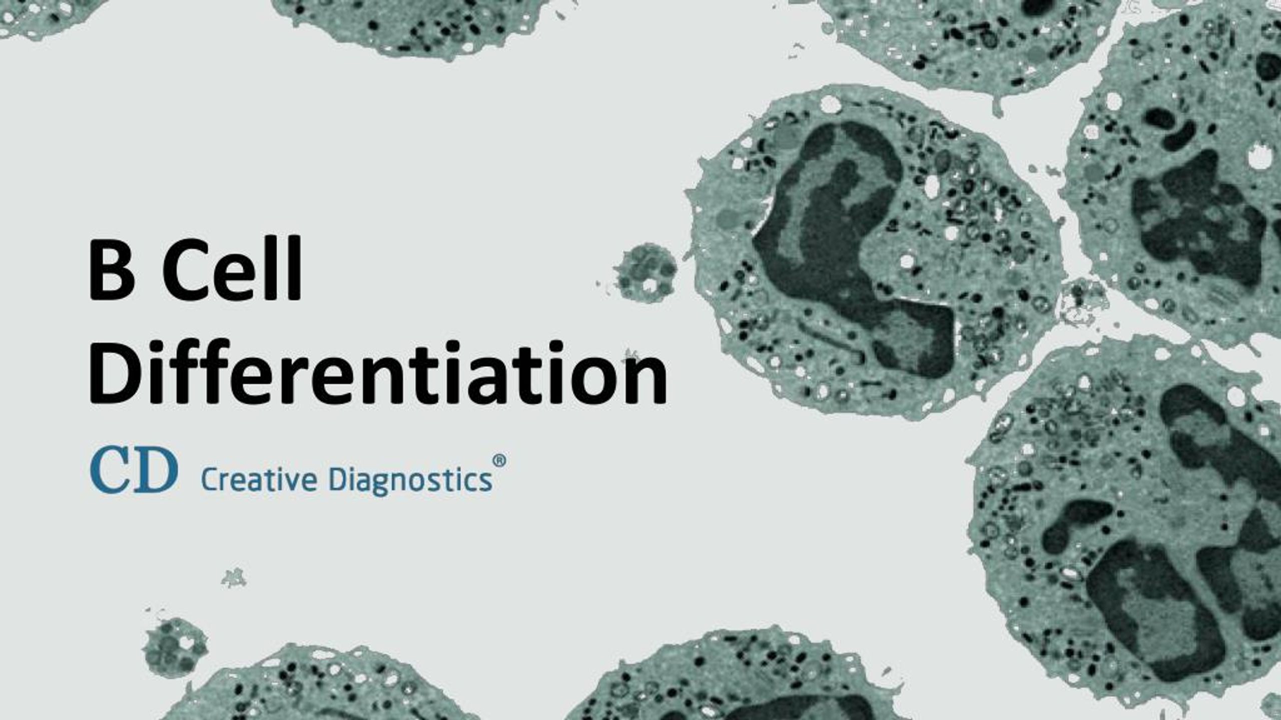 PPT - B Cell Differentiation PowerPoint Presentation, free download ...