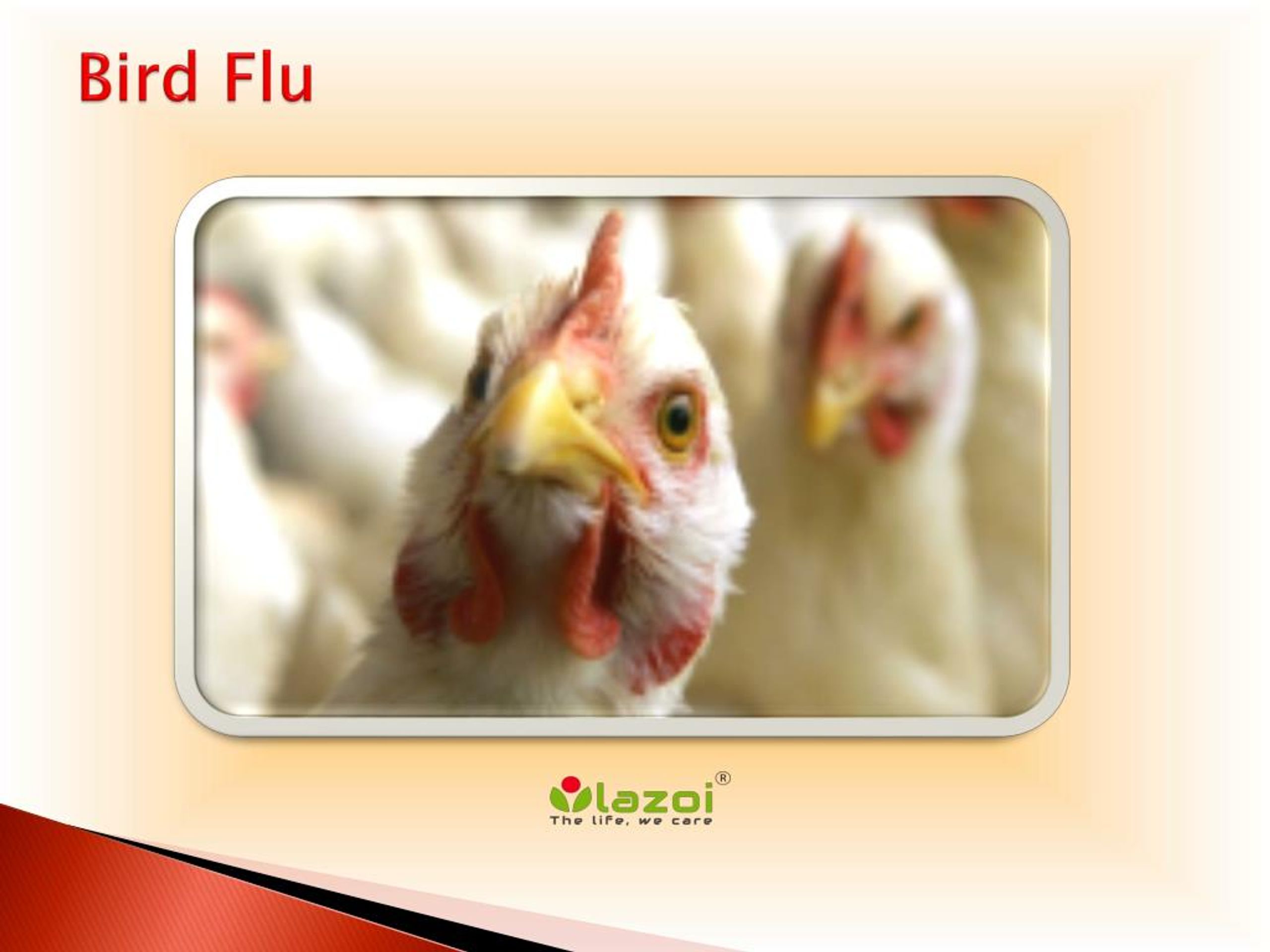 PPT - Bird Flu PowerPoint Presentation, free download - ID:7929292