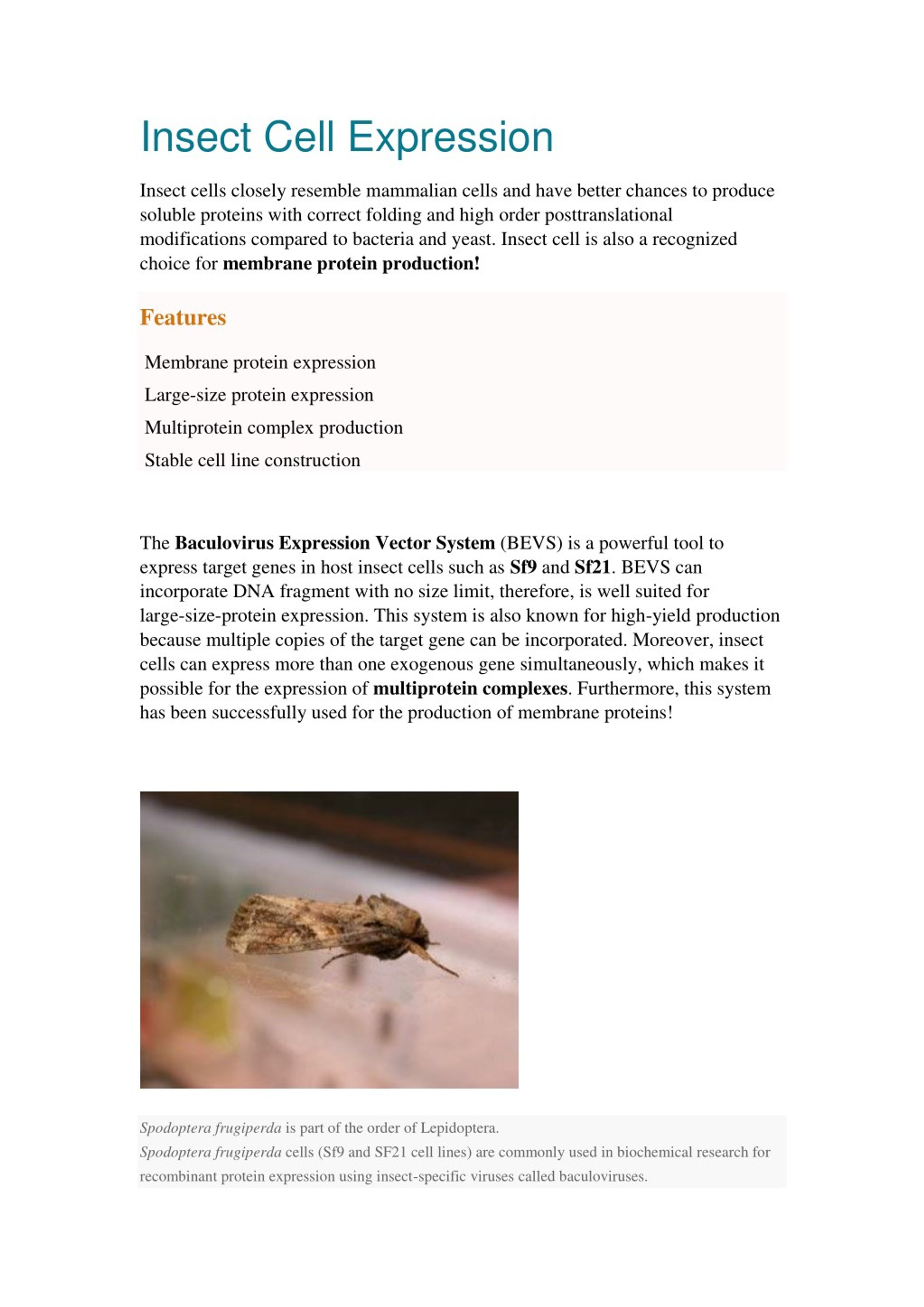 PPT - Insect Cell Expression PowerPoint Presentation, free download ...