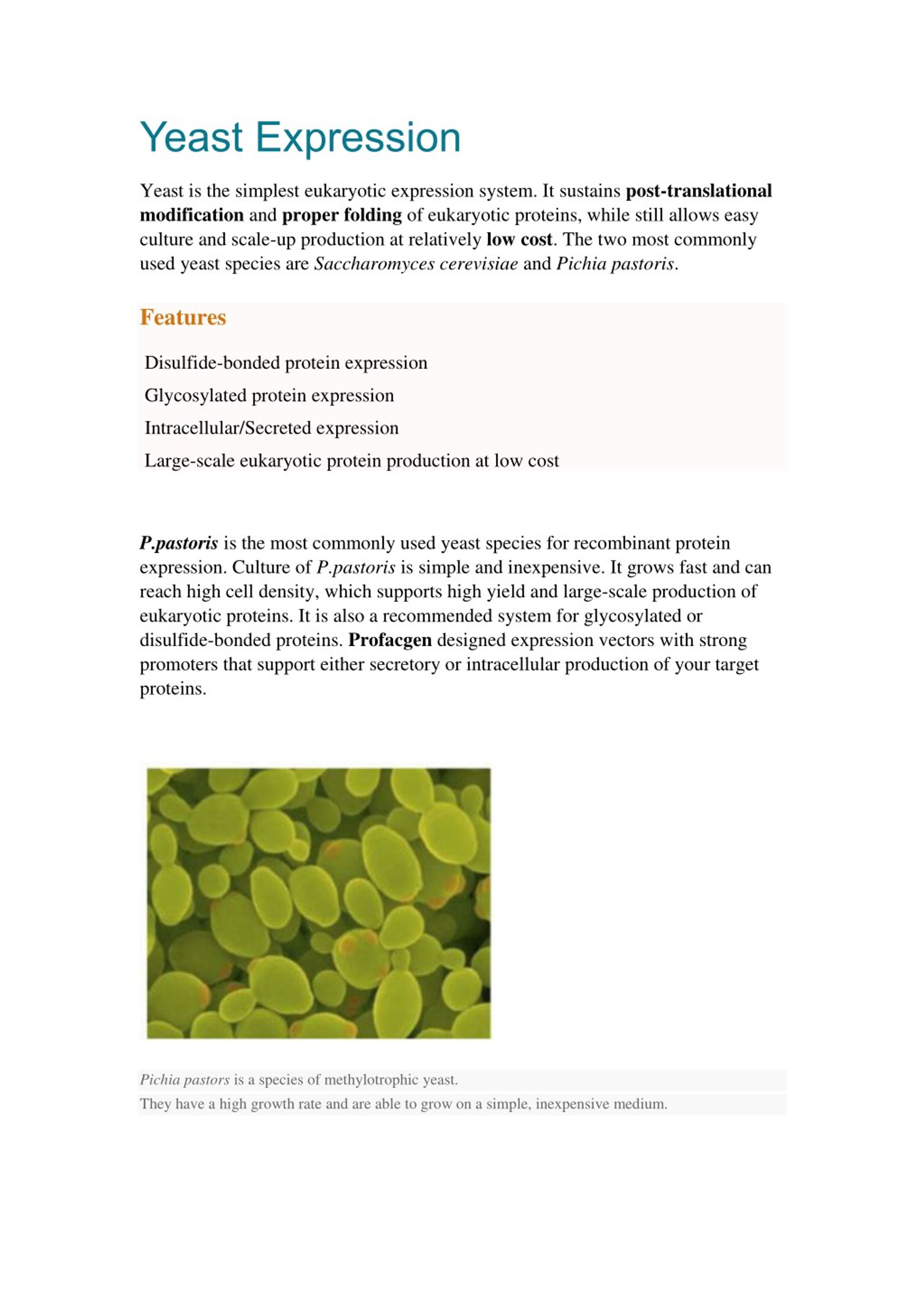 PPT - An Introduction For Yeast Expression PowerPoint Presentation ...