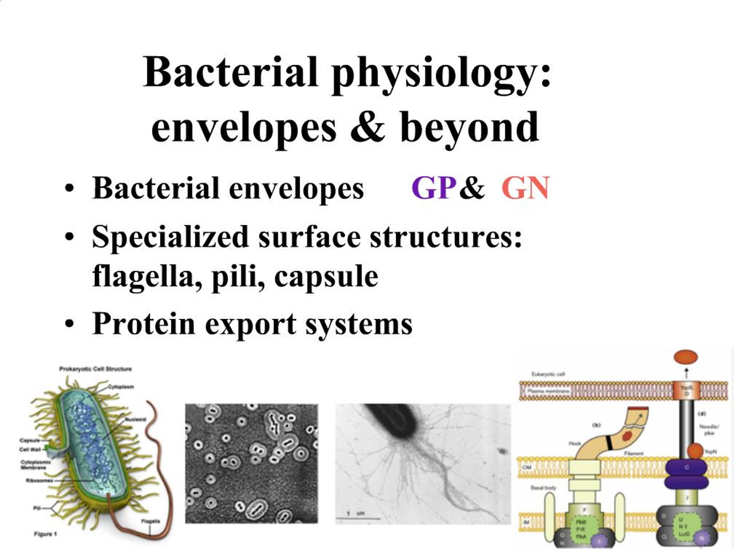 PPT - Insights into Bacterial Envelopes: Essential Structures and ...