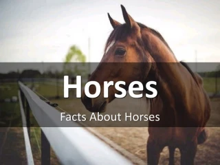 PPT - All About Horses PowerPoint Presentation, free download - ID:6215230