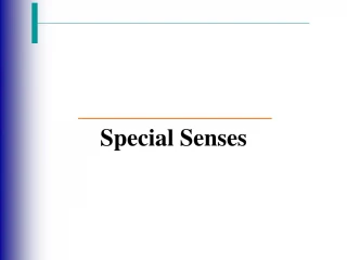 PPT - SPECIAL SENSES PowerPoint Presentation, free download - ID:1330715